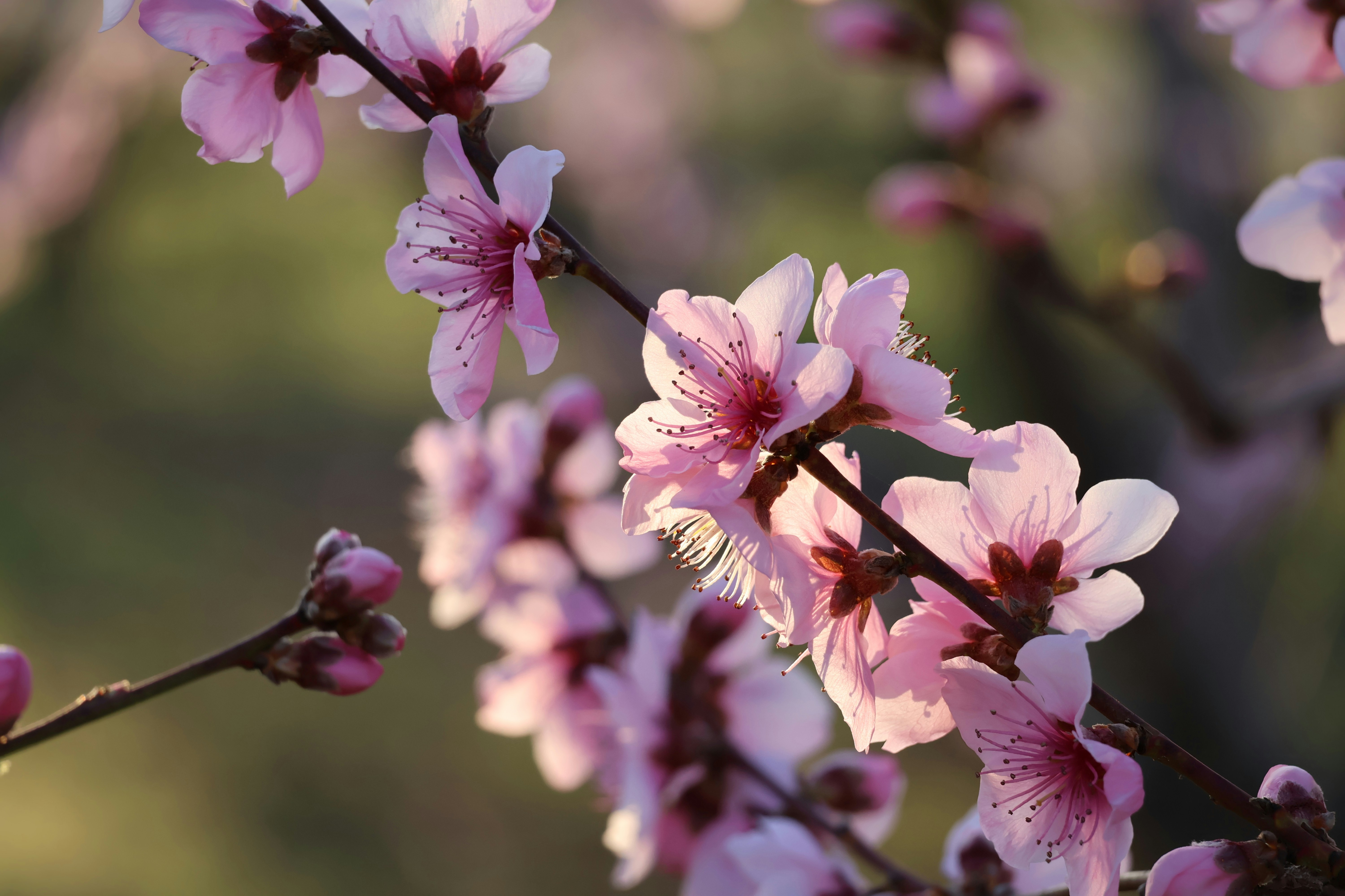 Blossoms in Soft Focus: A Spring Branch in Bloom