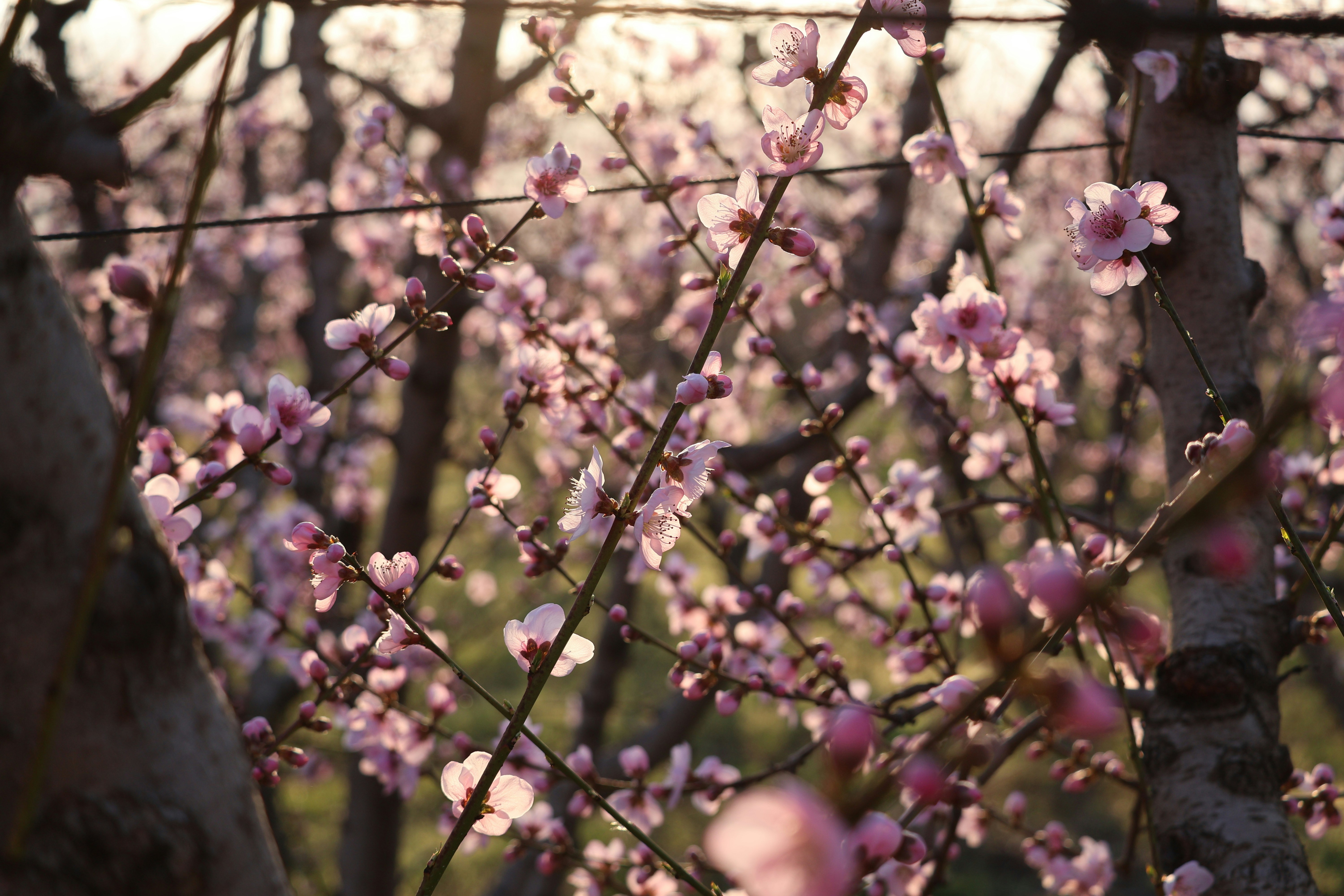 Blossoms in a Woodland Glow