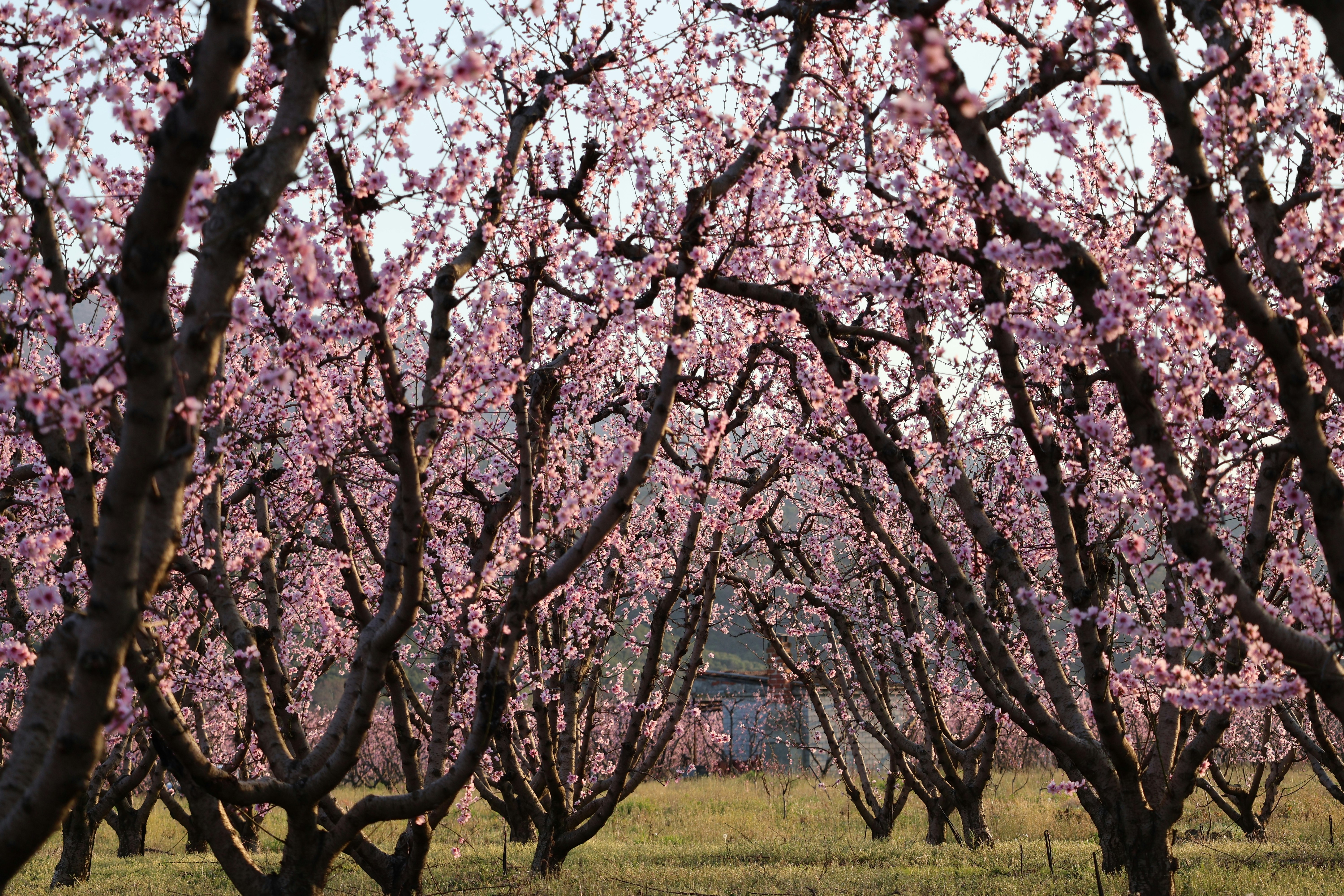 Rows of Pink Blossom Archways