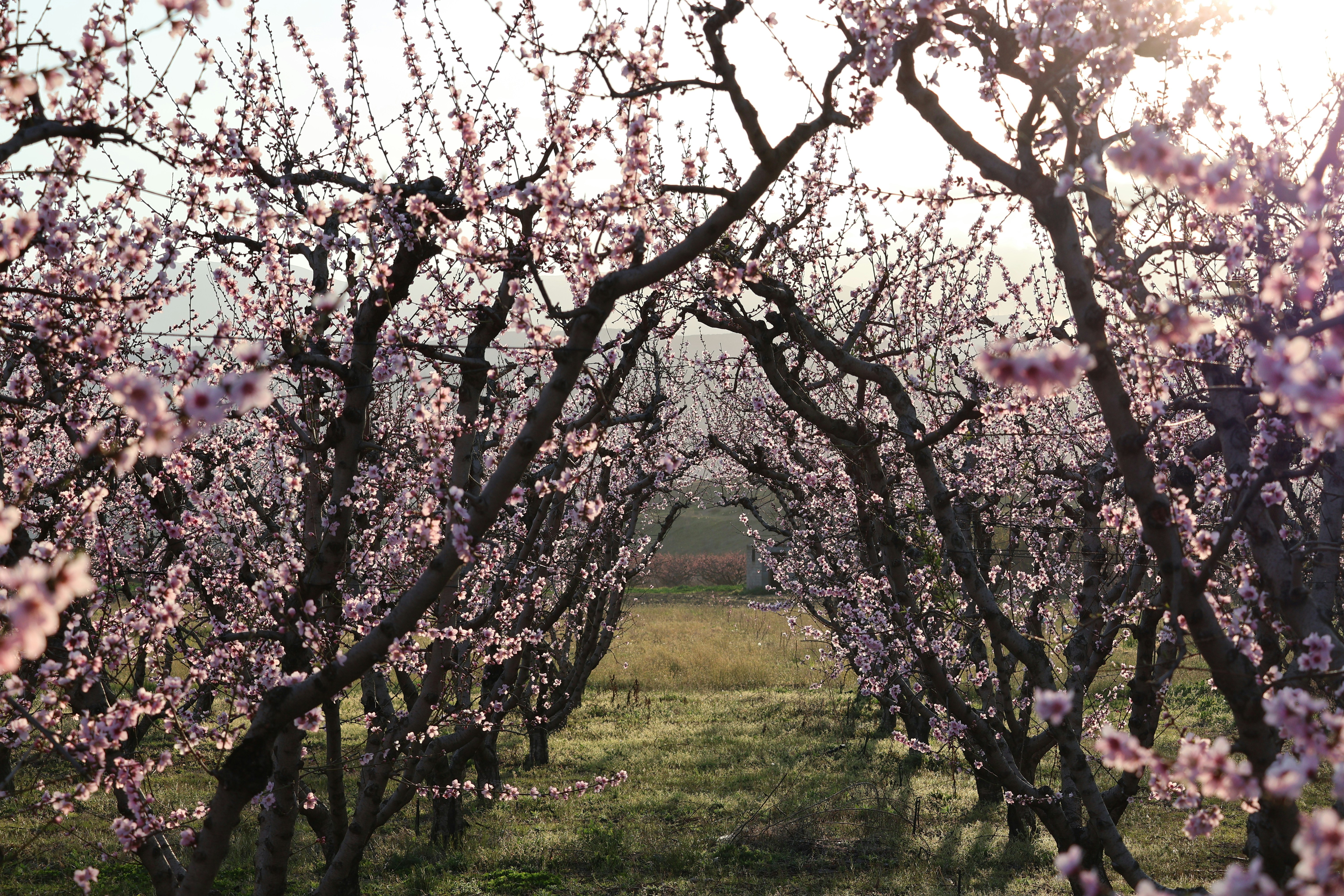 Blossoms in a Tree-Lrown Corridor at Dusk