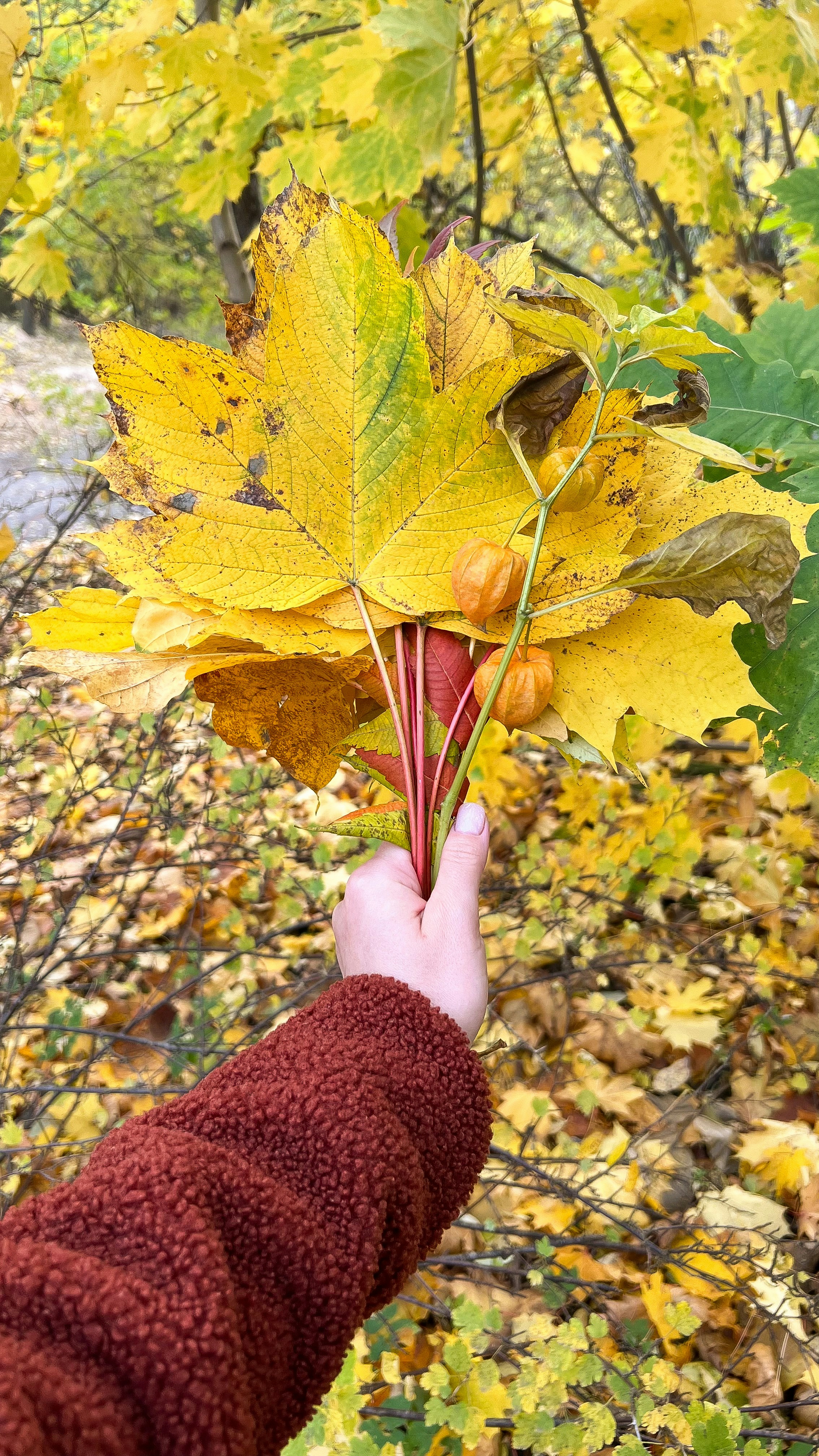 Hand Holding a Burst of Autumn Leaves and Tiny Pumpkins
