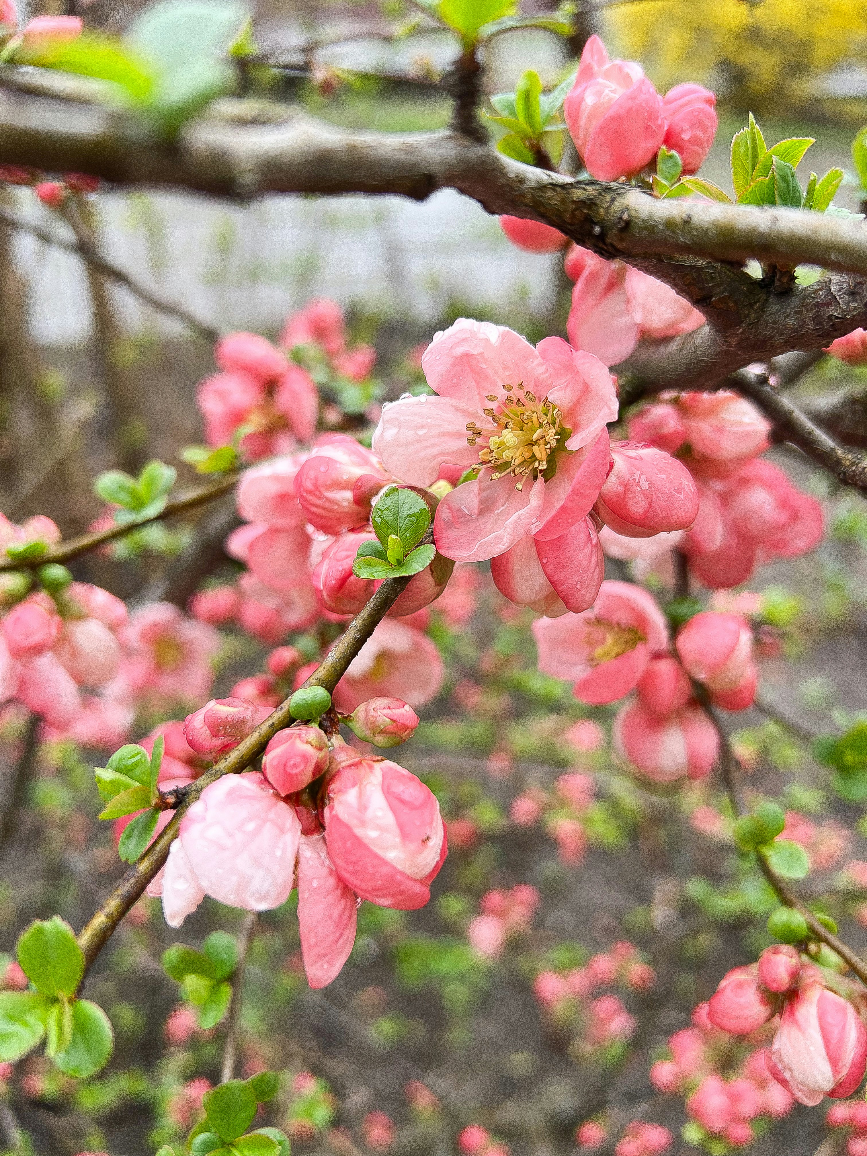 Blossoms in Focus: Pink Petals Framing a Spring Branch