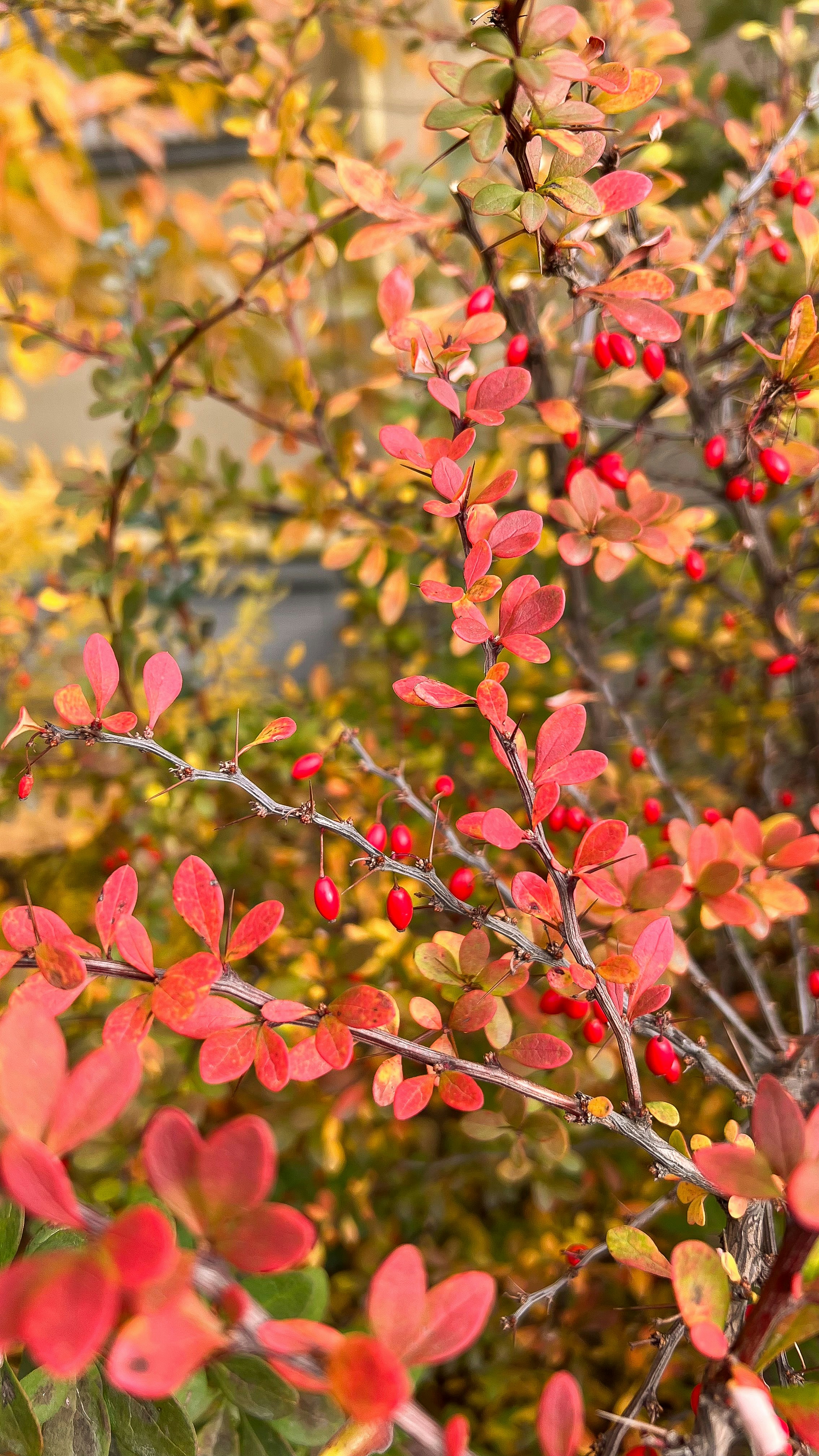 Autumn Twilight on a Coral Branch