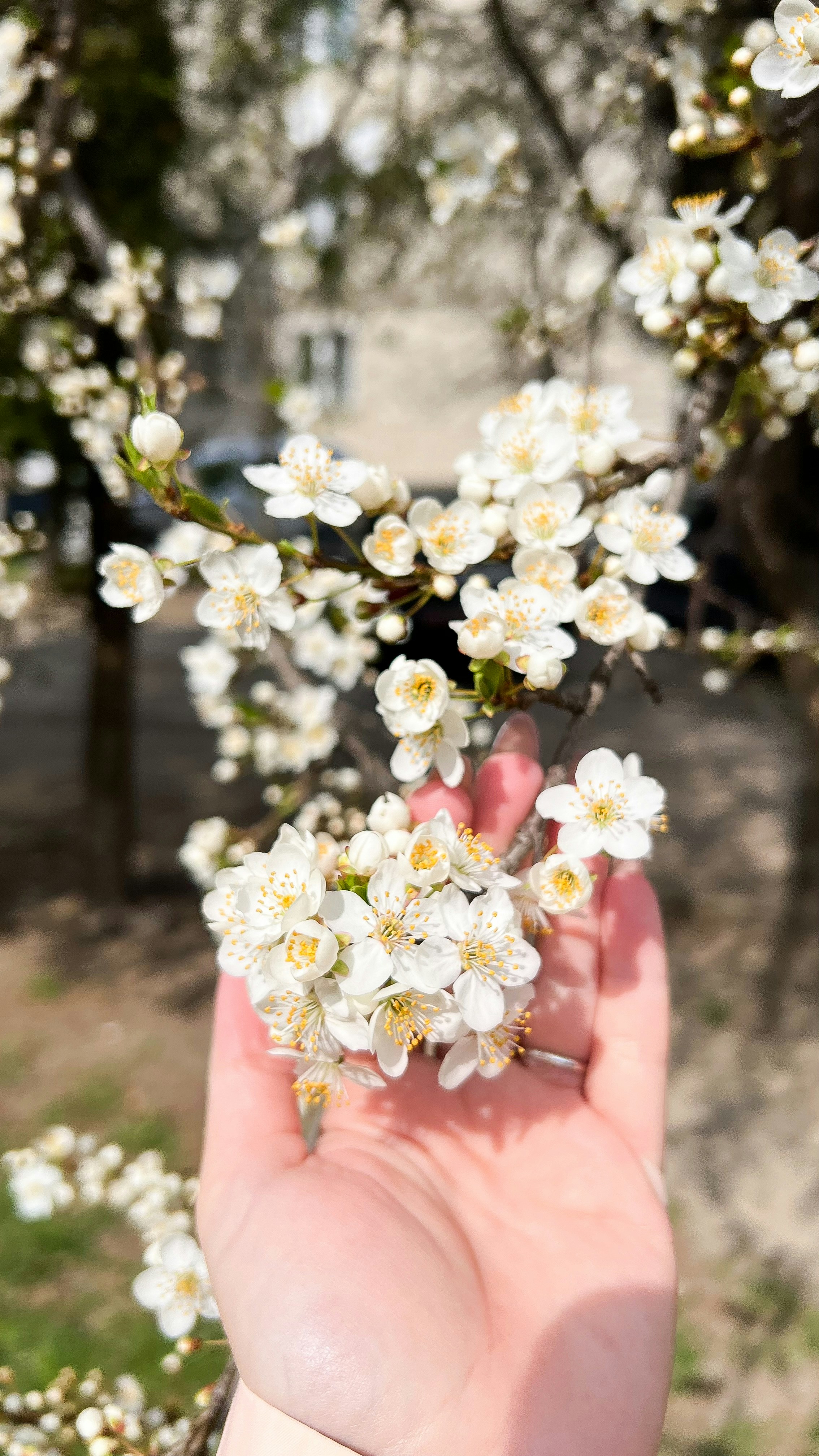  blossoms in hand: white petals against sunlit blur