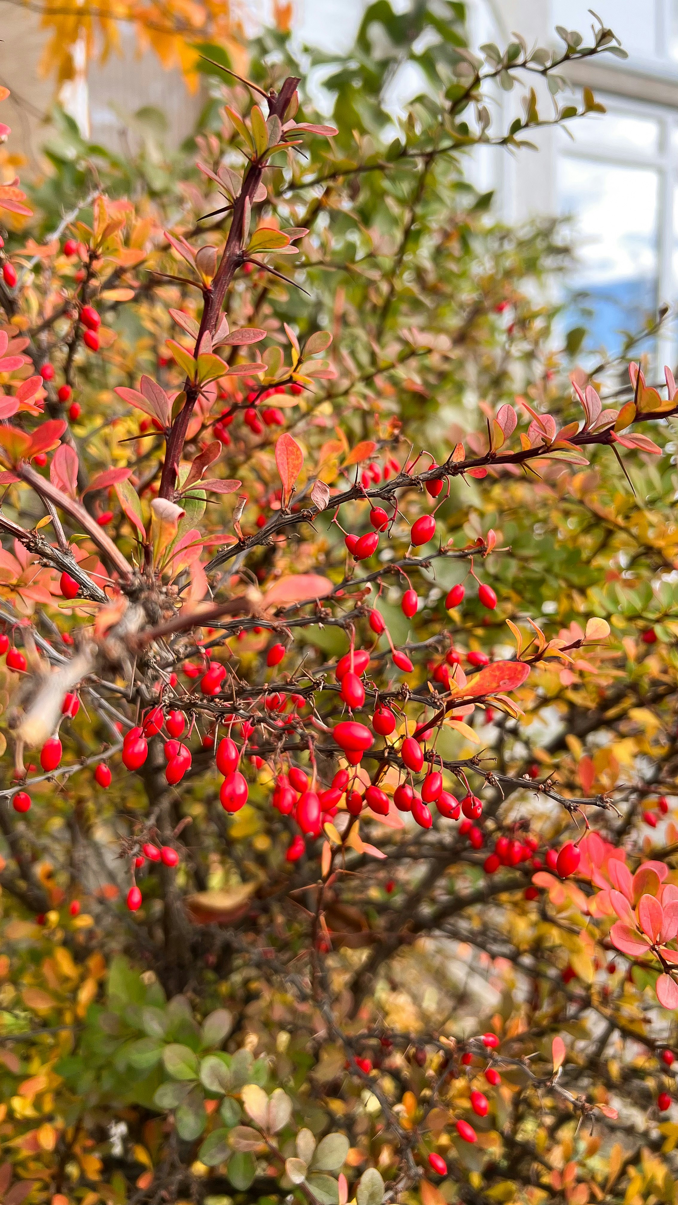 Red Berries in Autumn Glasshouse