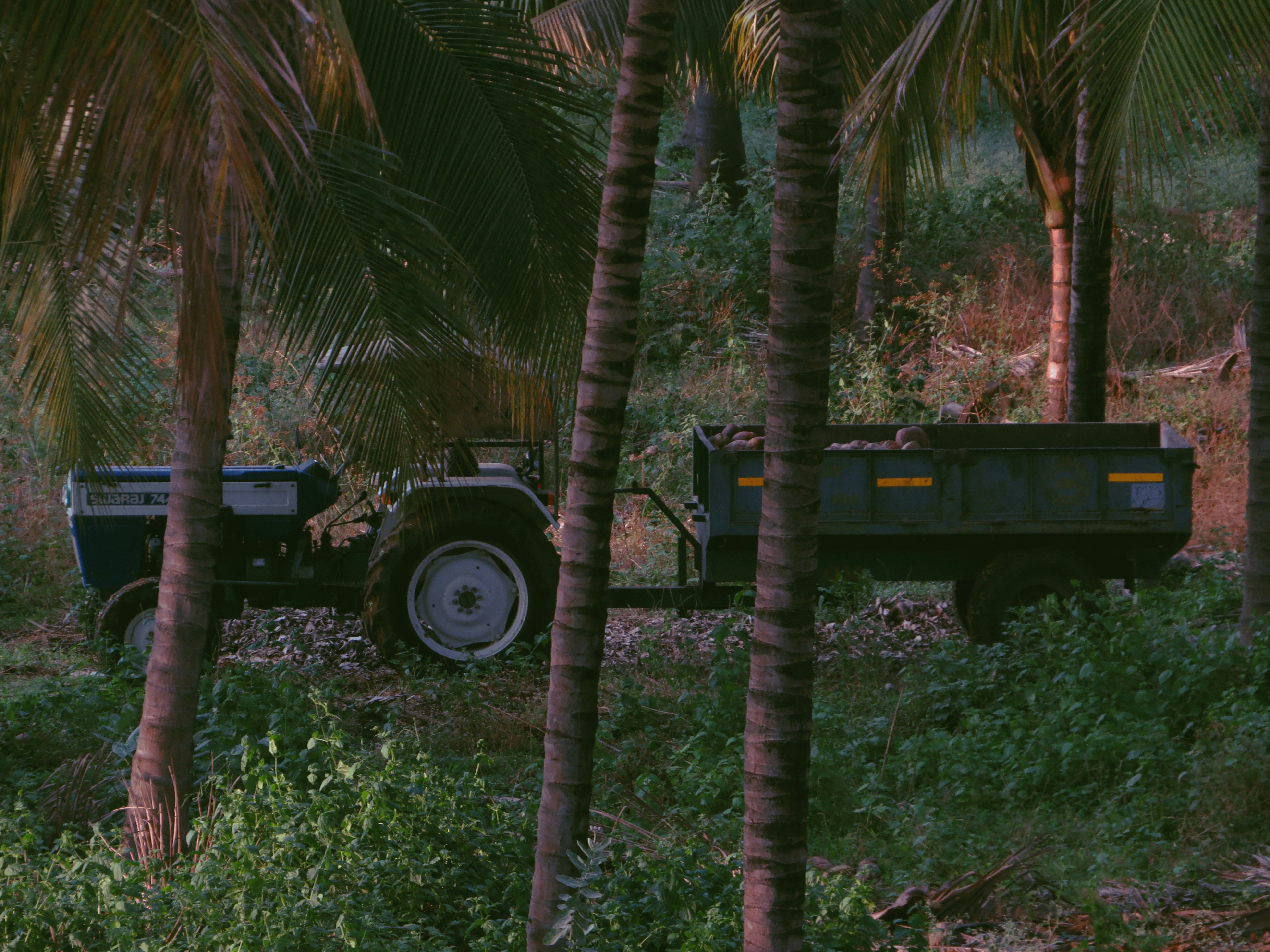 Hidden Tractor Reverie Among Palm Shadows