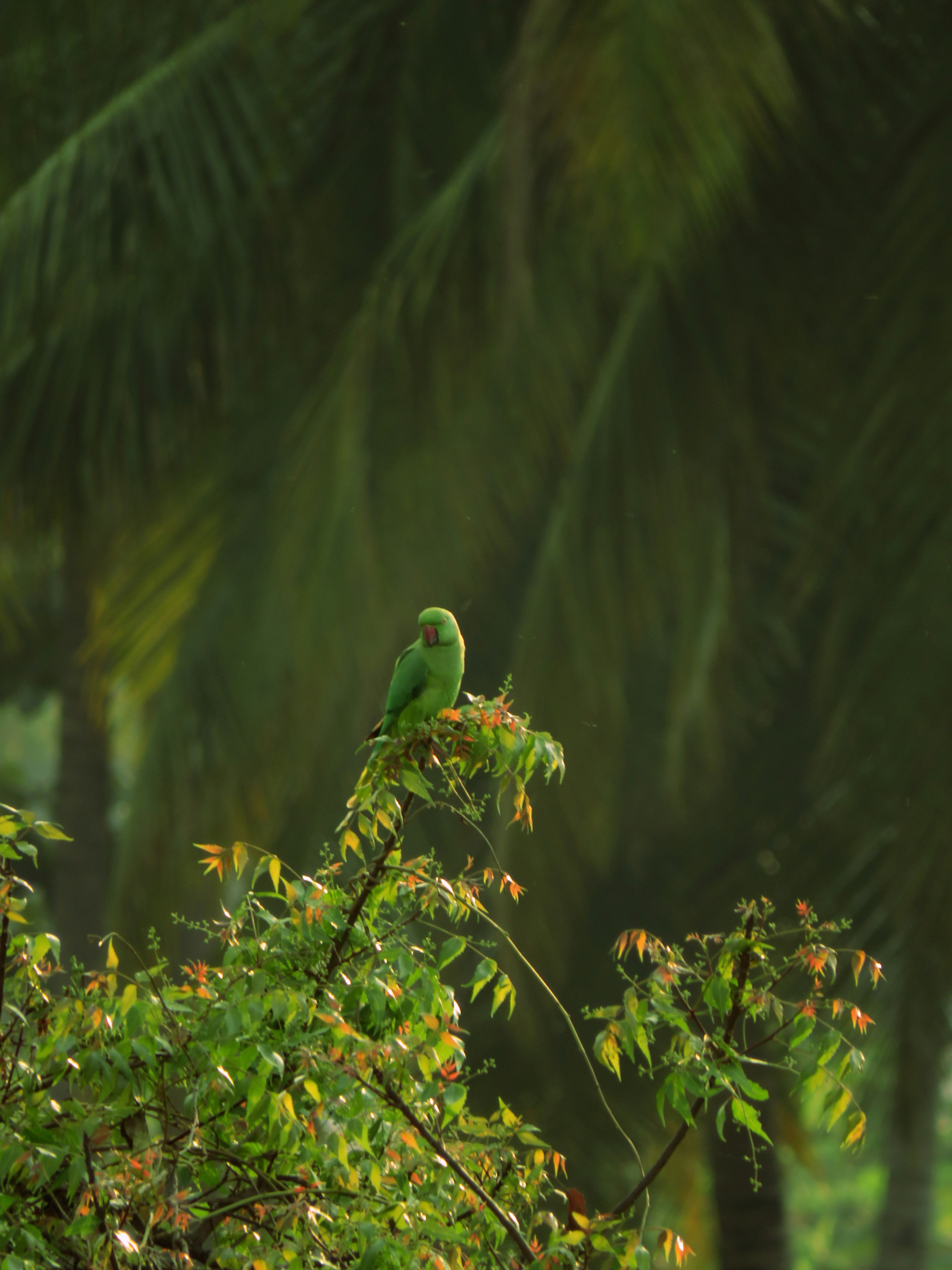 Verdant Perch: A Green Parrot Anchored Against a Tropical Backdrop