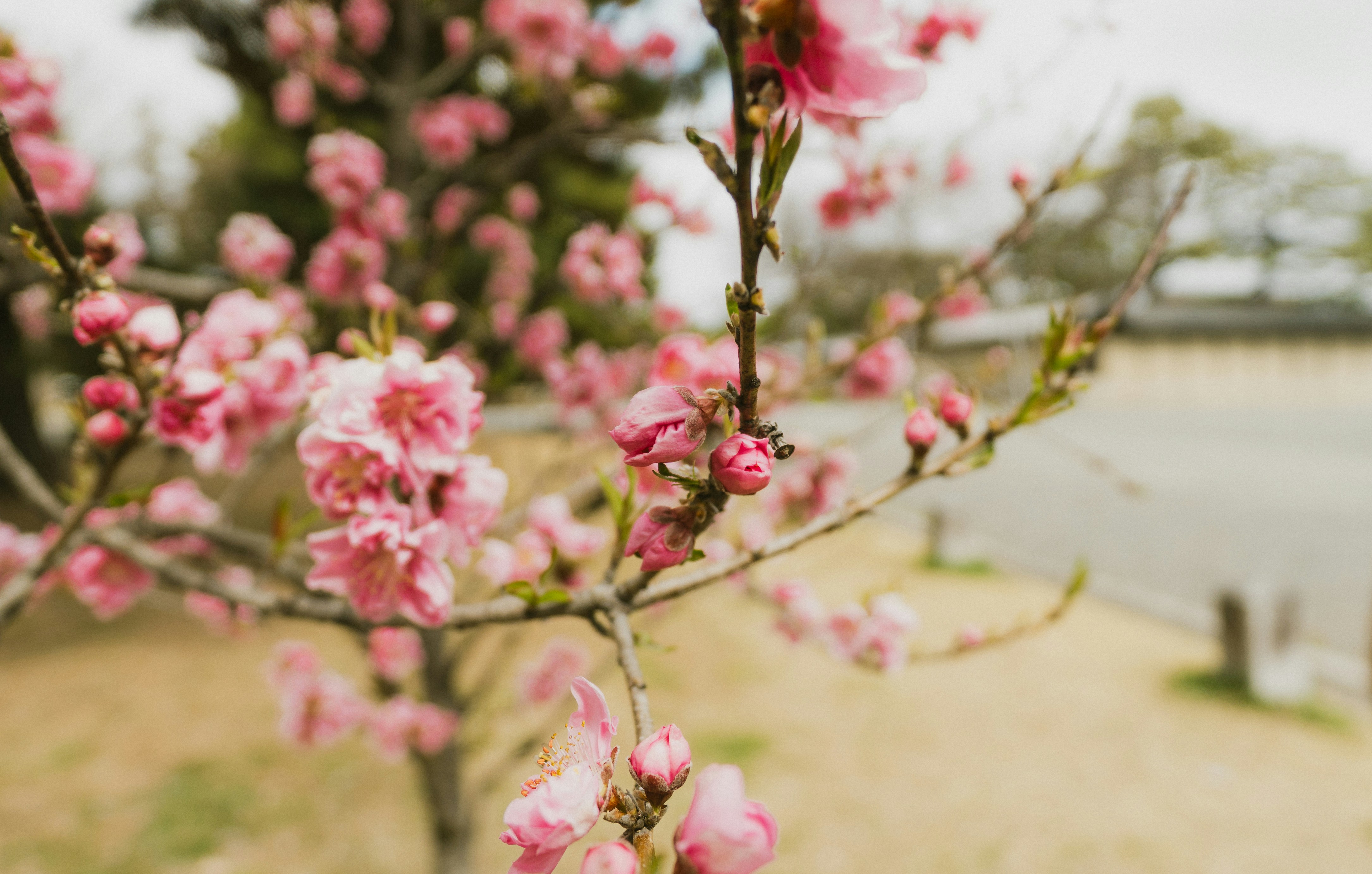 Blossoms in Focus: A Soft Portrait of Spring Front and Center