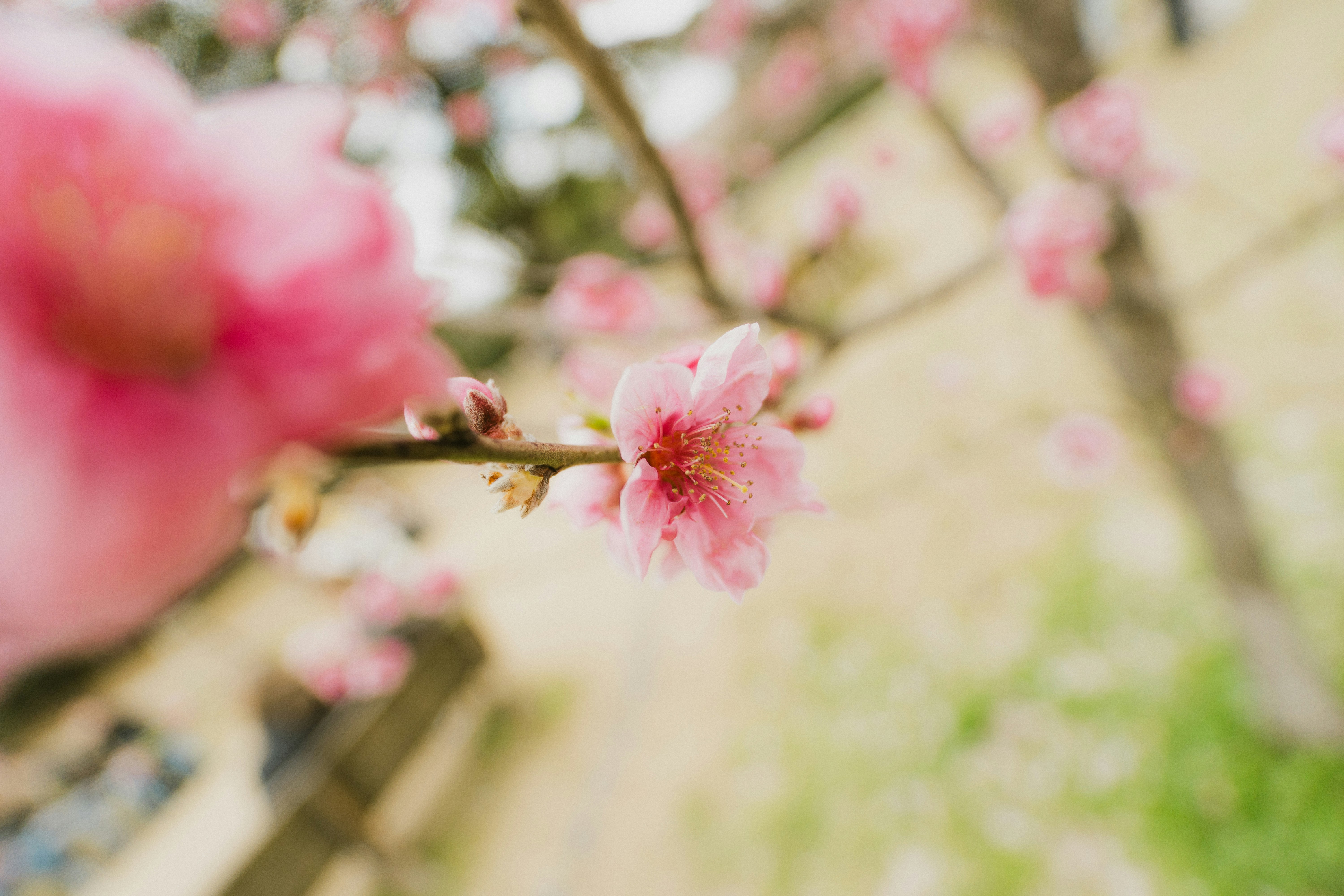 Blossom in Soft Focus: A Gentle Welcome to Spring