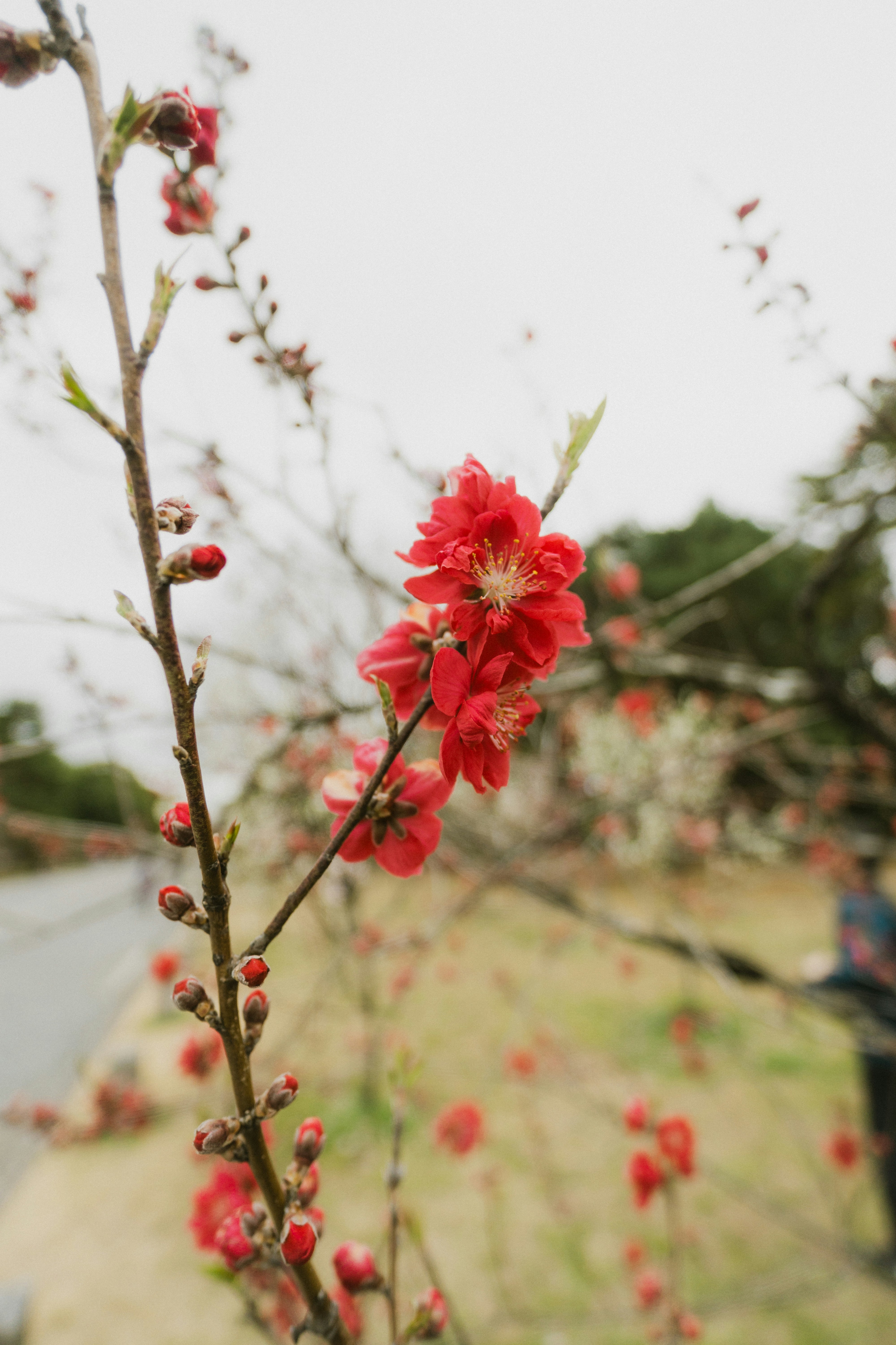 Crimson Blossom in a Quiet Orchard