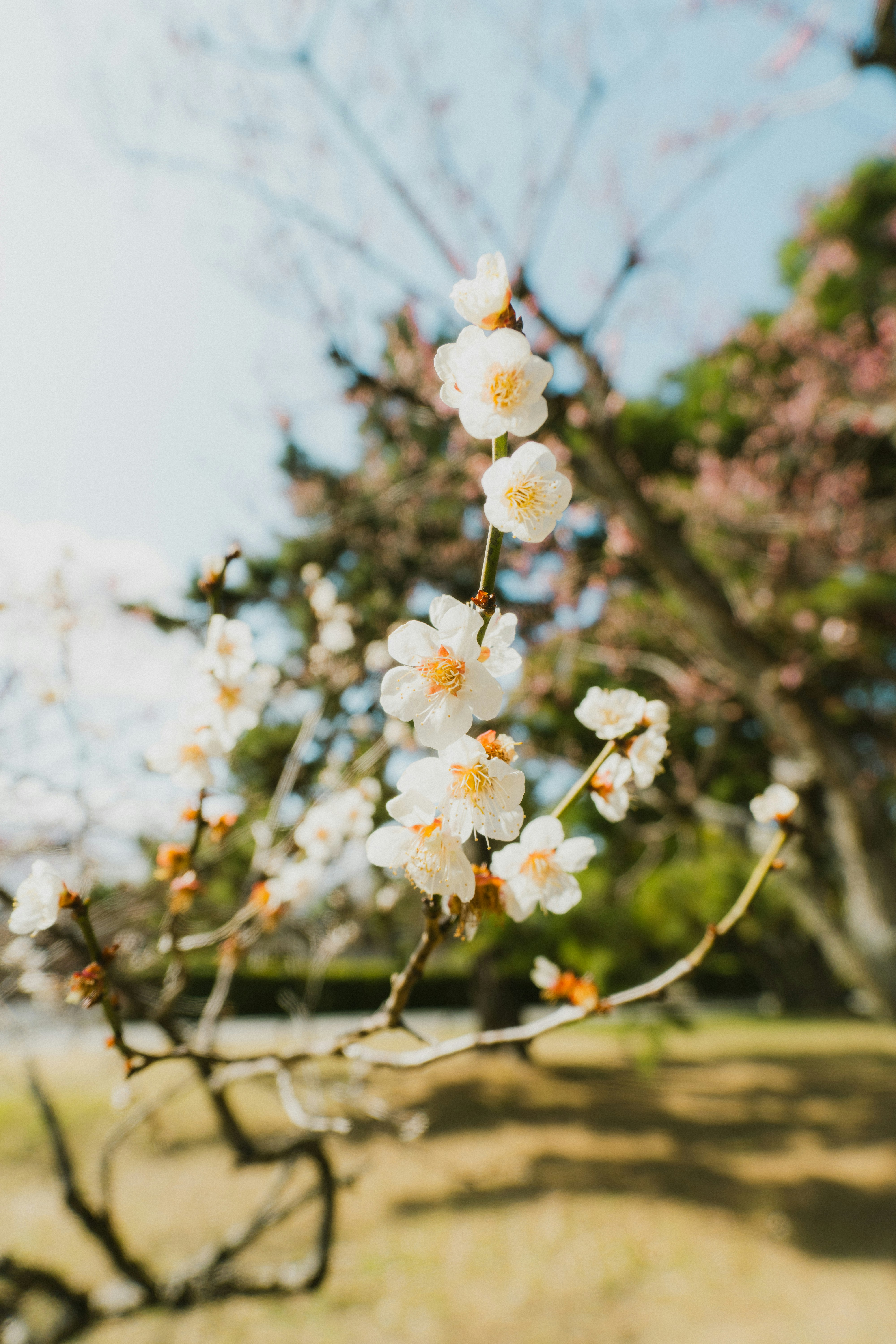 Blossoms in Focus: Delicate white flowers on a sunlit branch reach toward spring
