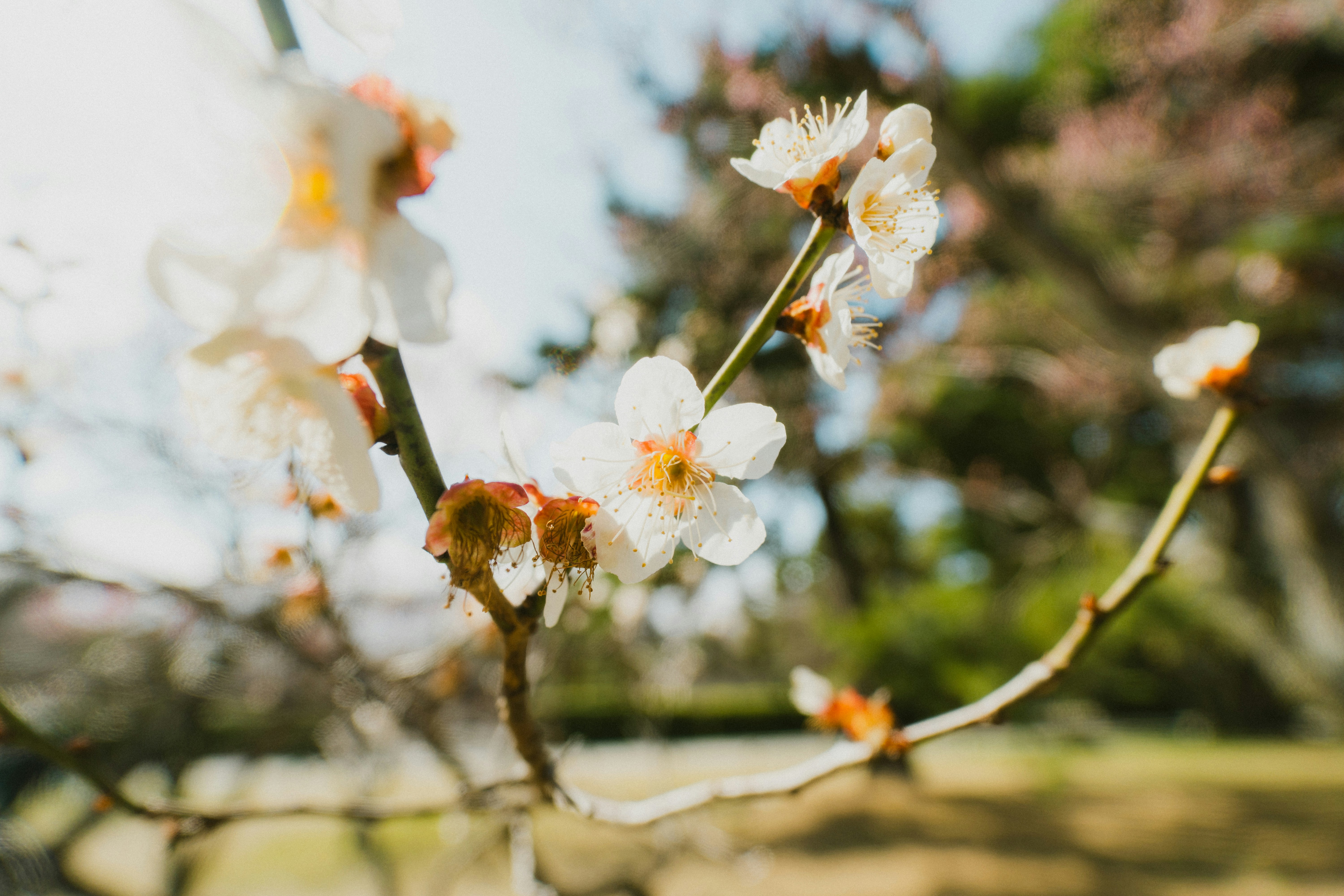 Blossoms in Focus: Delicate White Flowers on a Sunlit Branch