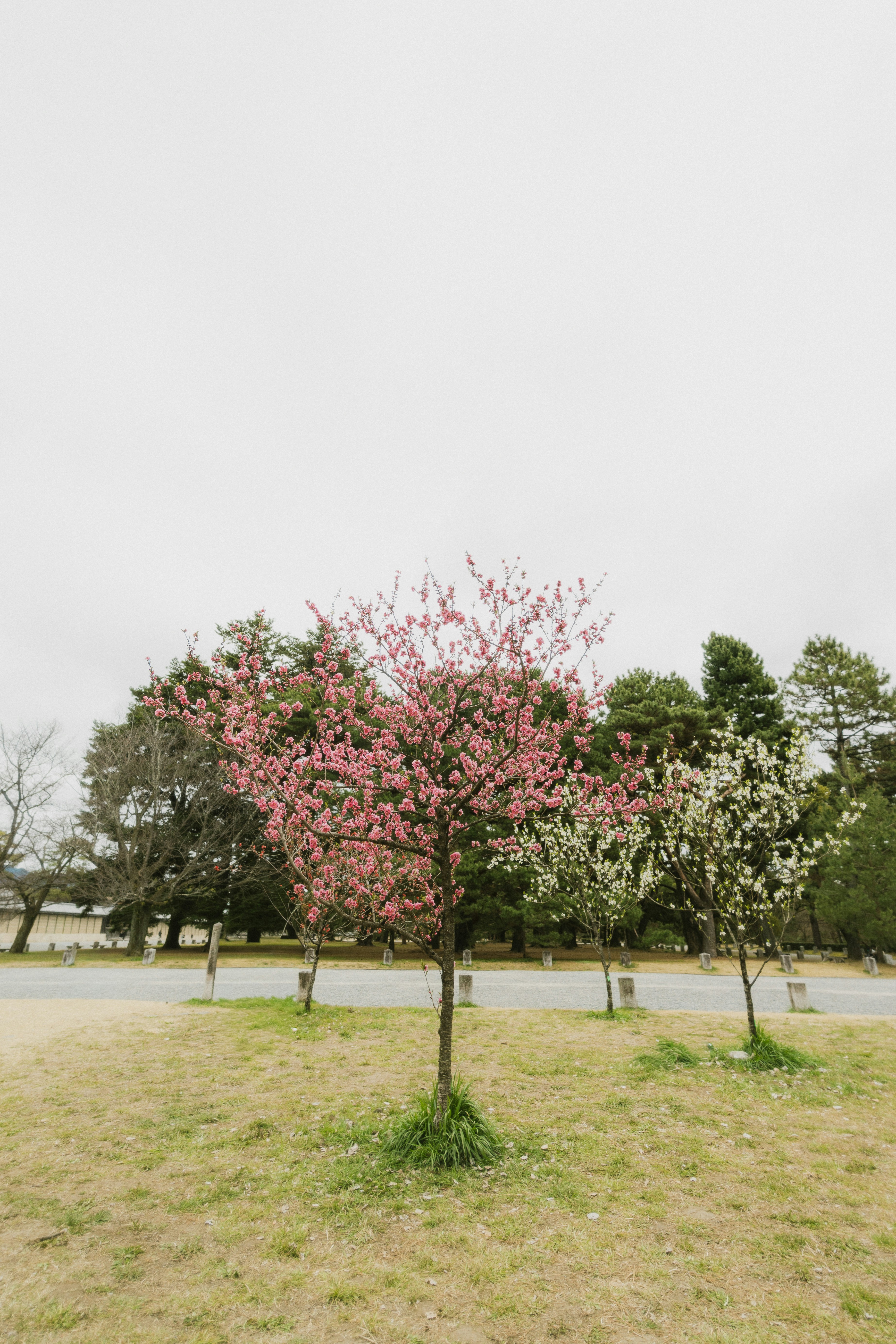 Blossoming Street Corner: Pink and White in a Quiet Park