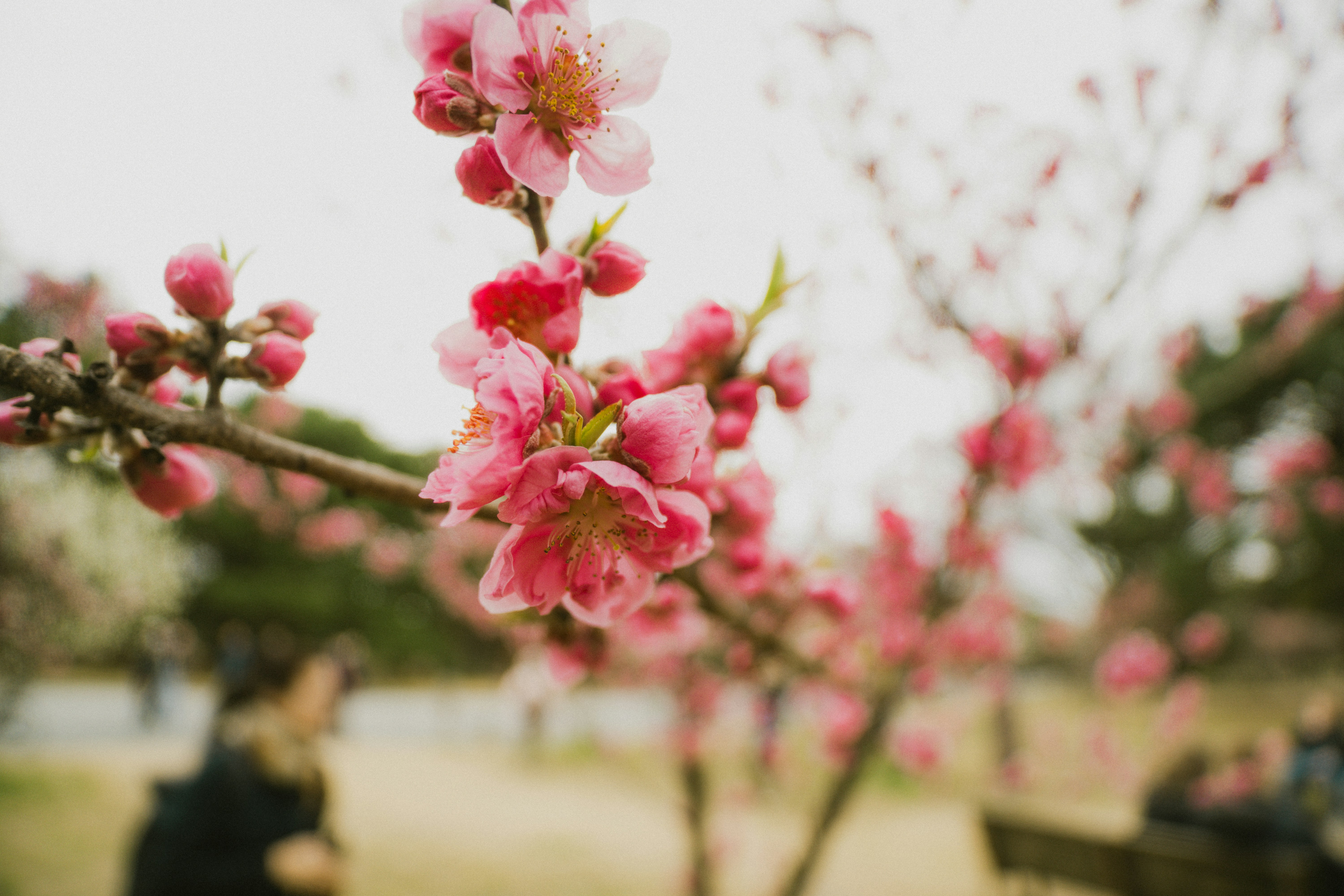 Blossom Moment: Pink Buds in Soft Blur