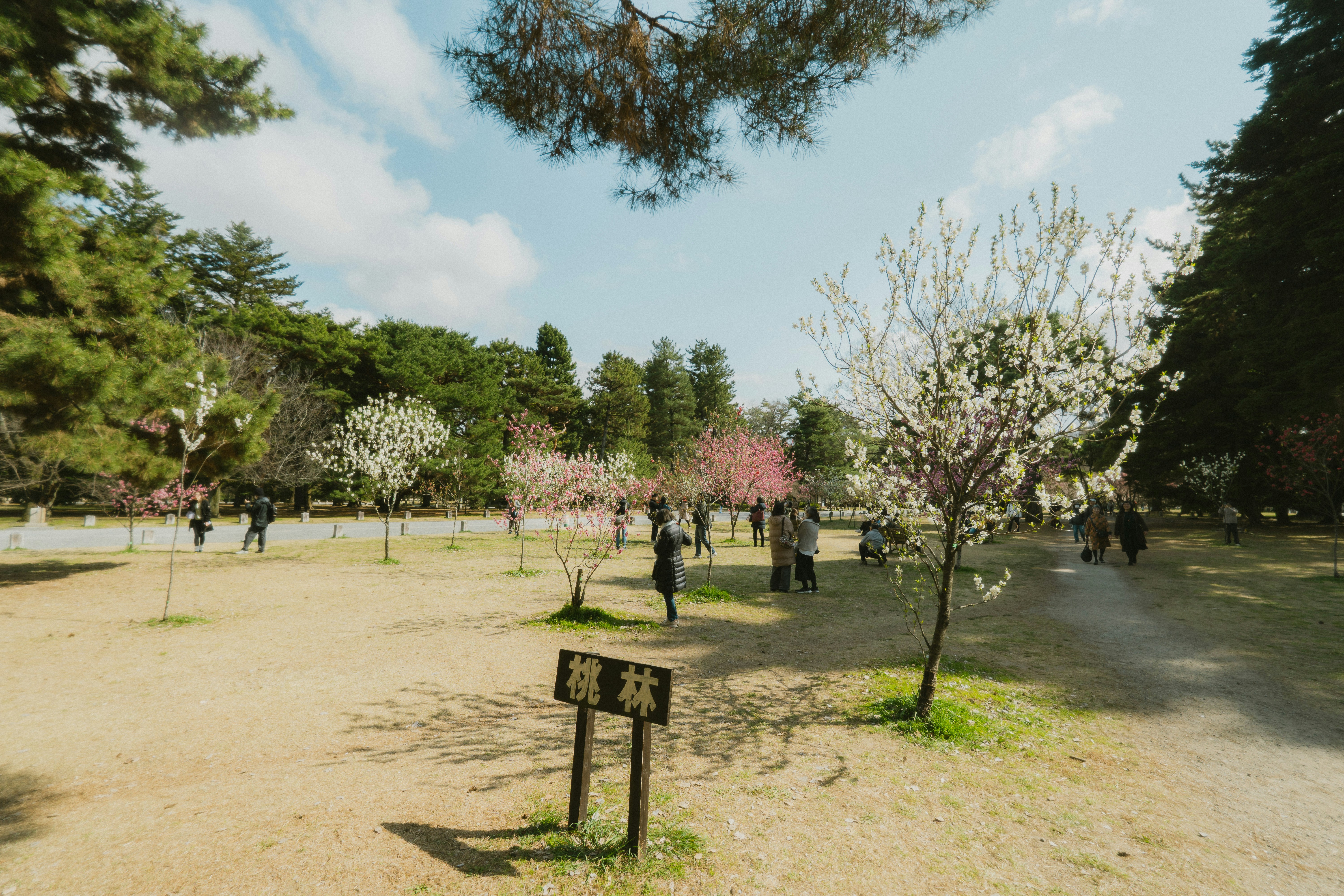 Blossoms and Wanderers in a Spring Park