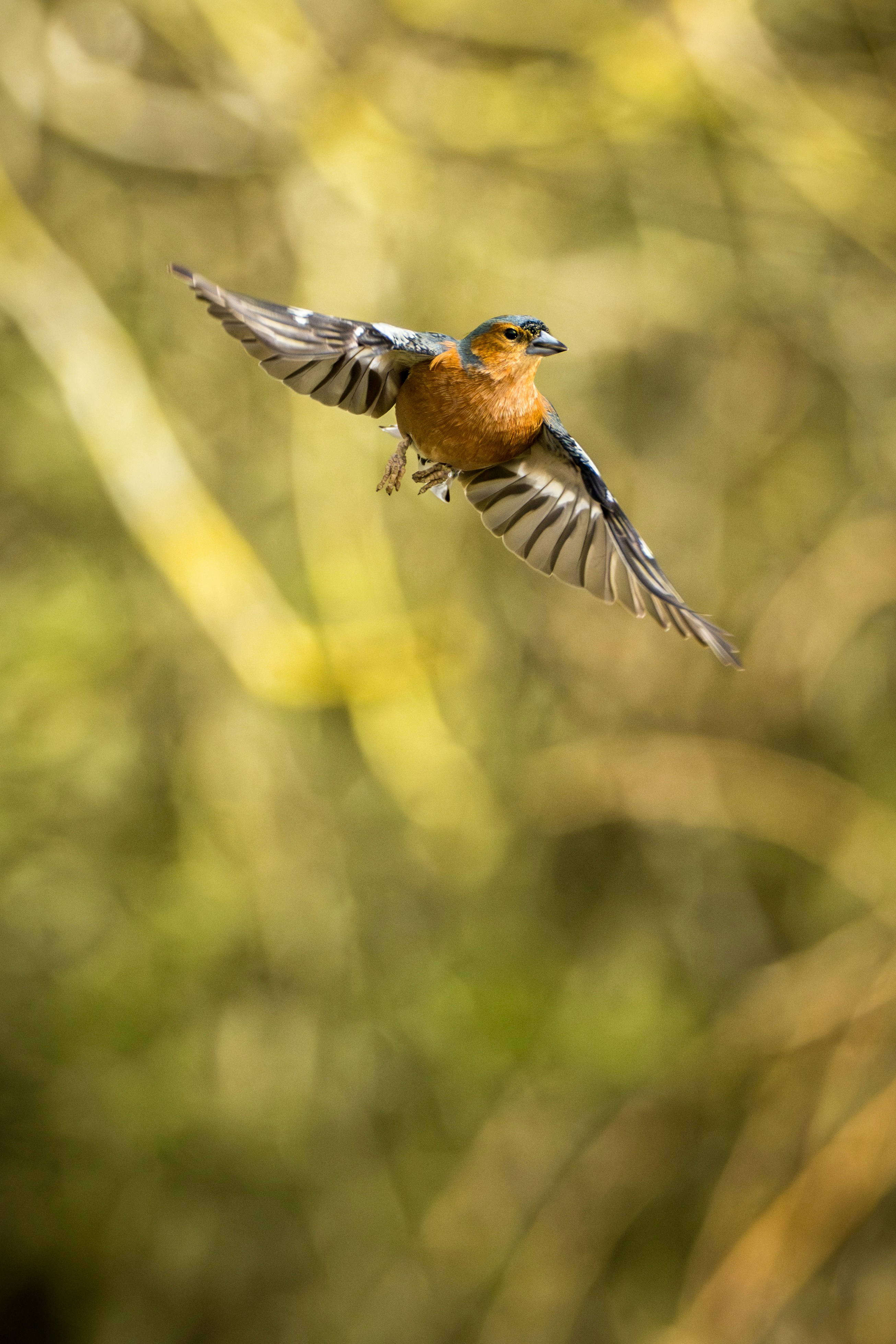 In Flight: A Robin in Mid-Flight Amid Autumn Light