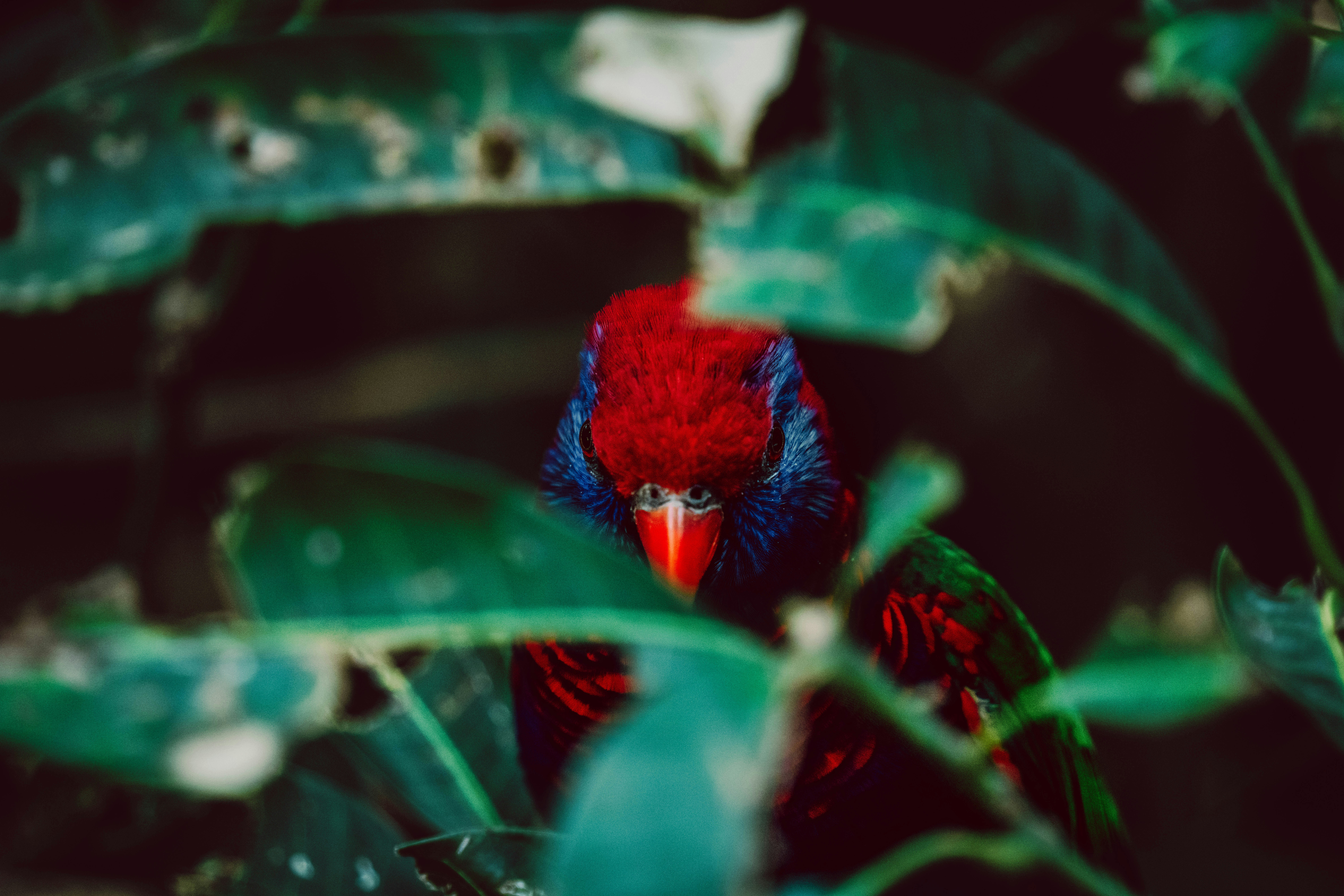 Crimson Crest in the Jungle Veil