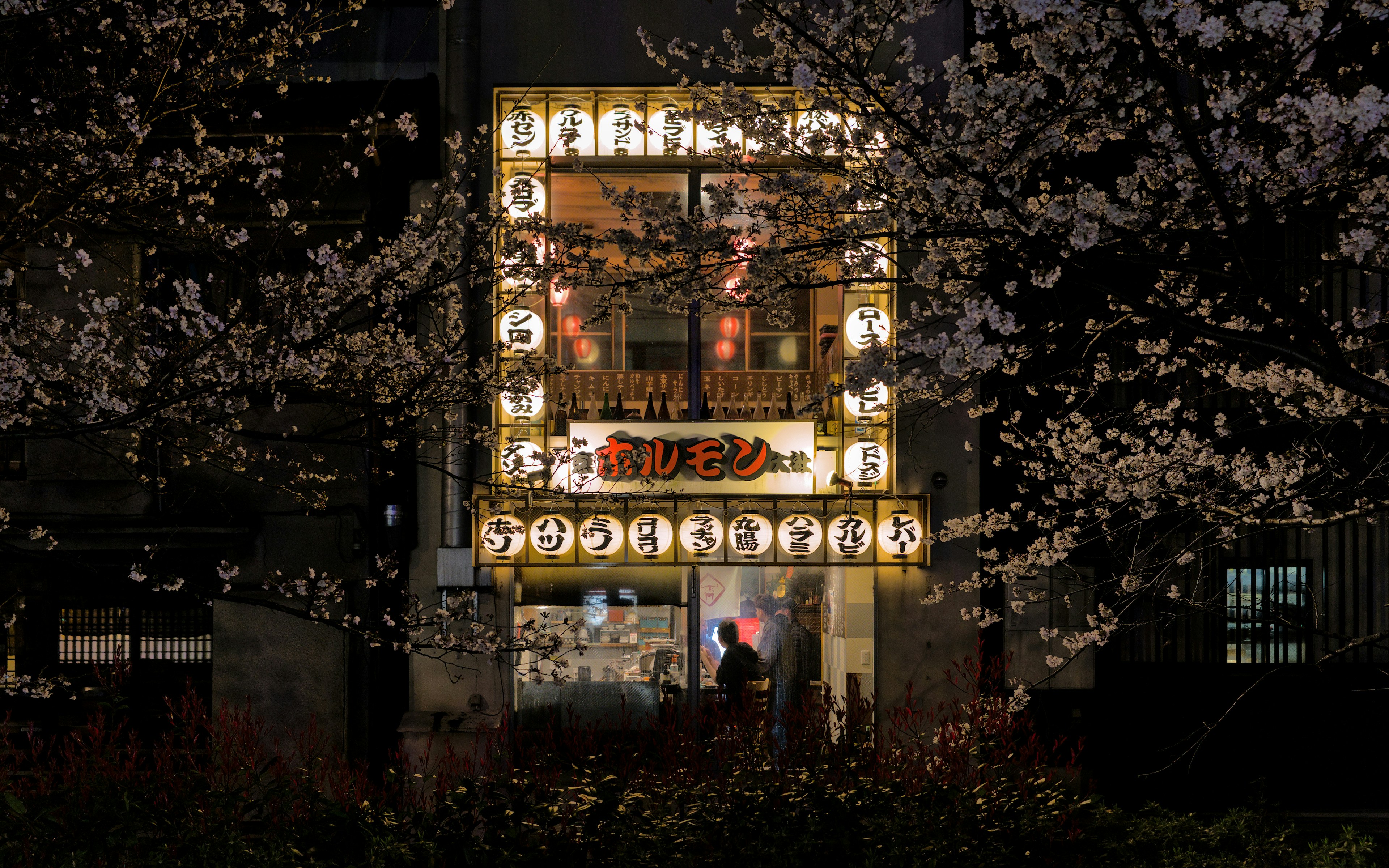 Lantern-lit Alleyway: A Quiet Entrance Beyond Blooming Canopy