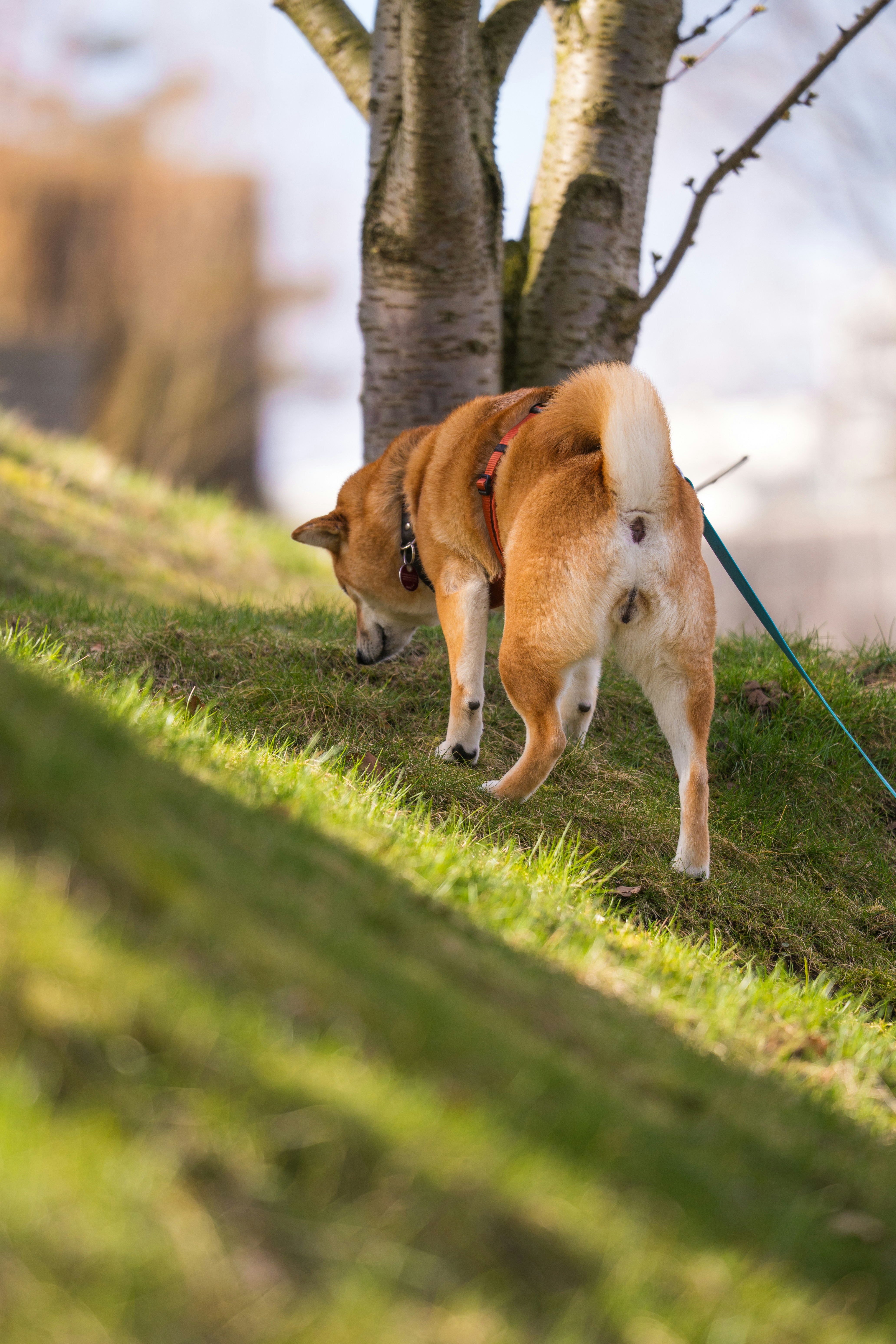Leaning Chase: A Shy Dog Tracks Depth on the Slope