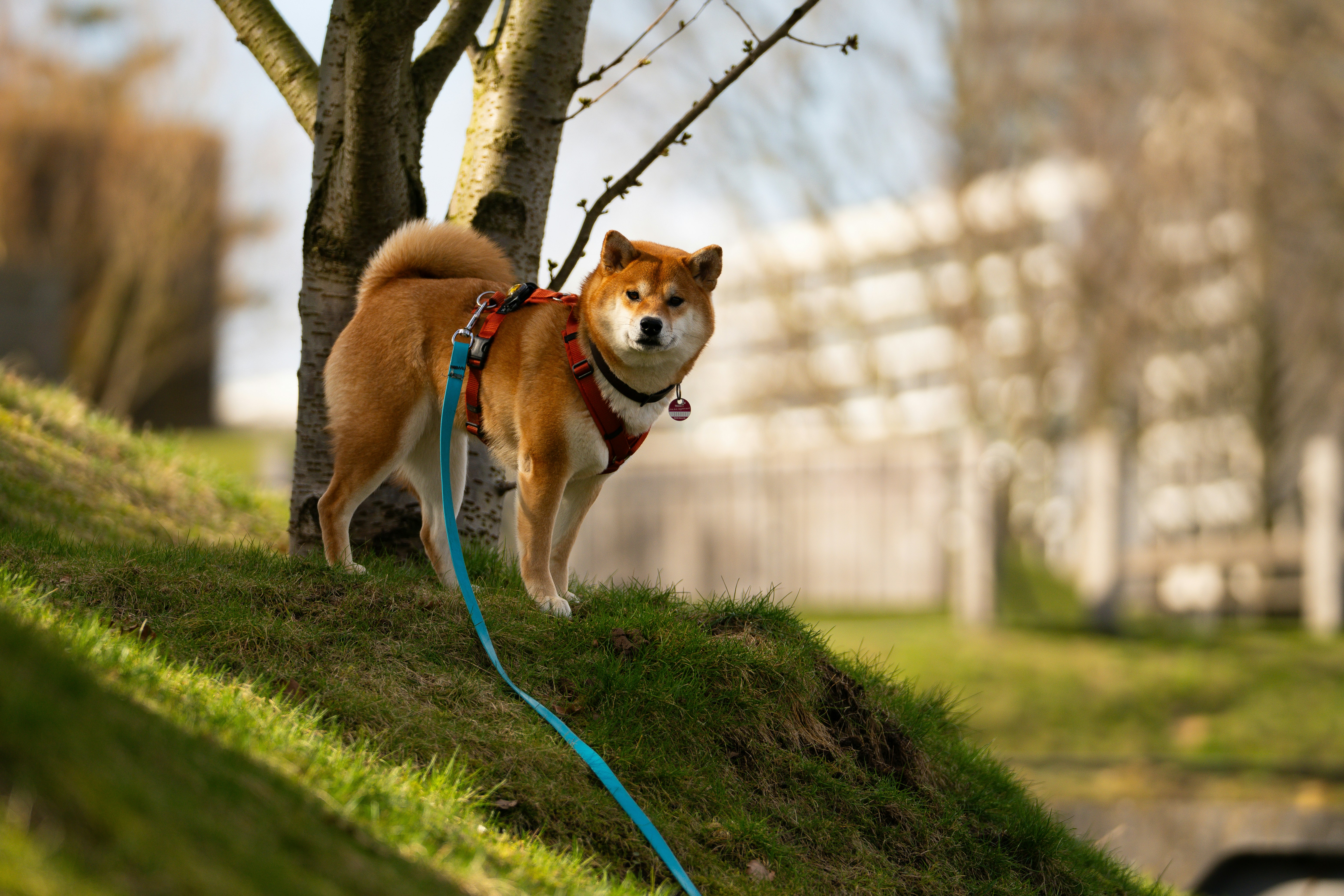Leashed Shiba on a sunlit grassy slope under a bare-branched tree