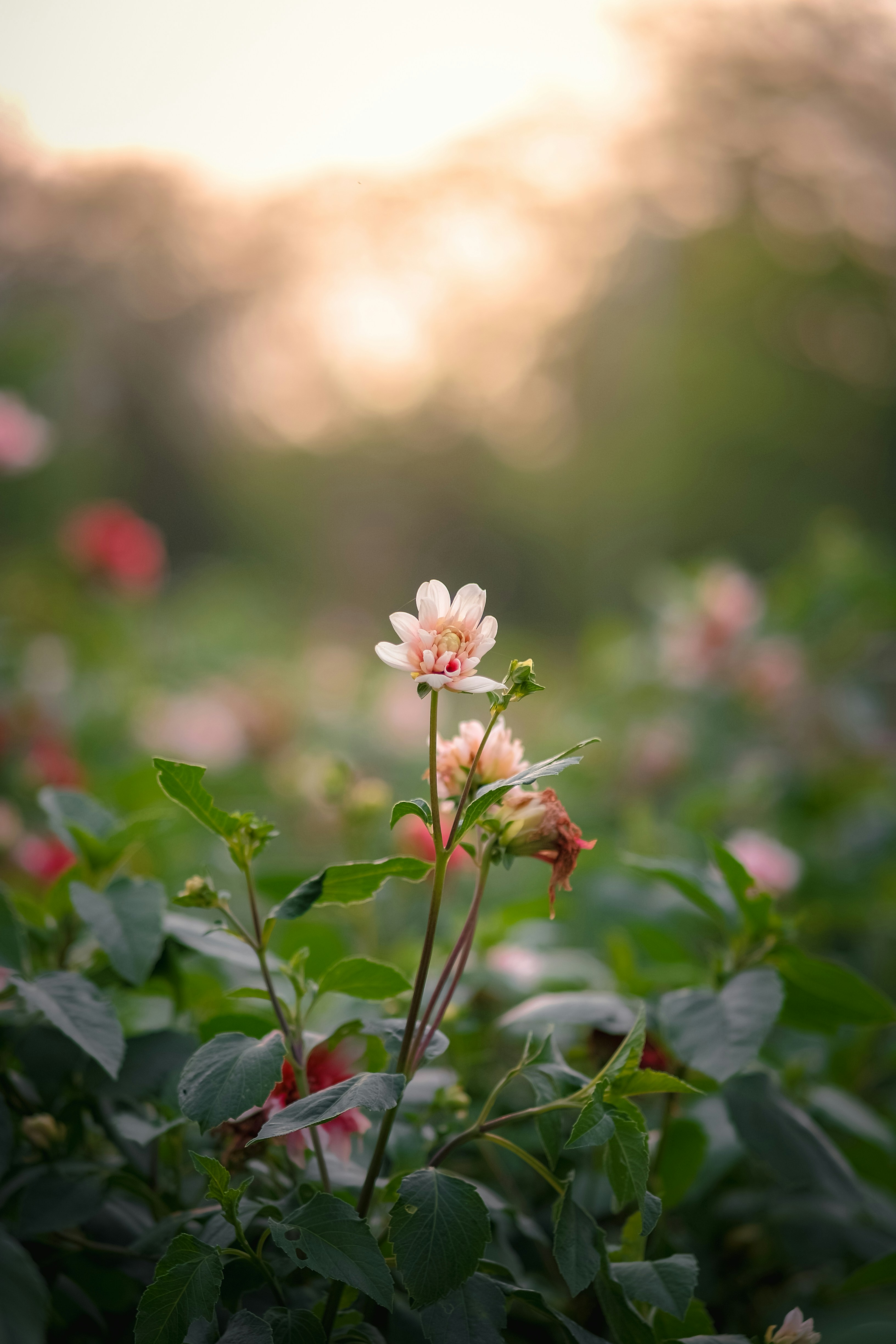 Soft Bloom in Spring Backlight