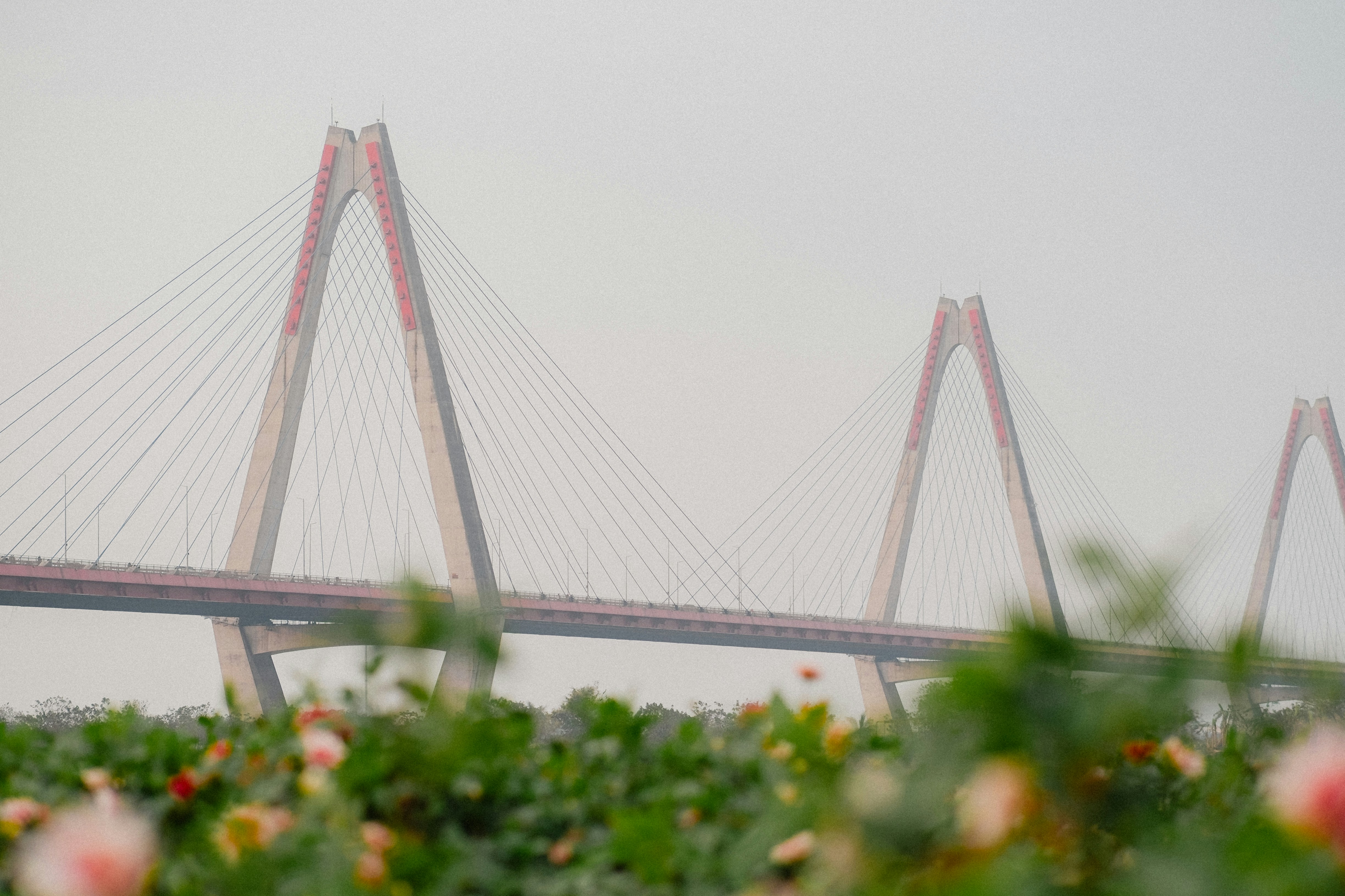 Suspended Arcs Above a Blooming Foreground