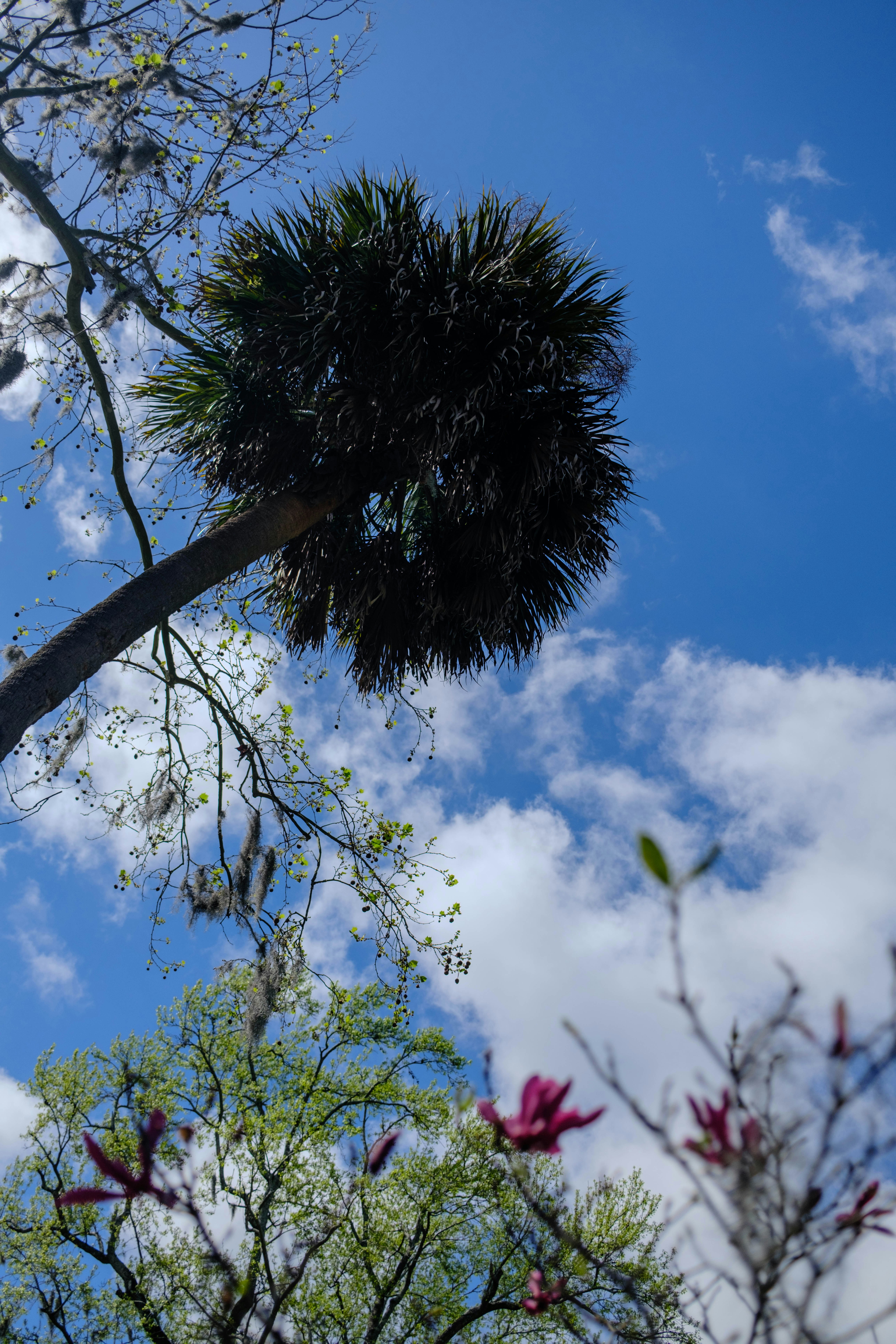 Skyward Palm Cathedral Beneath a Bright Blue Canvas