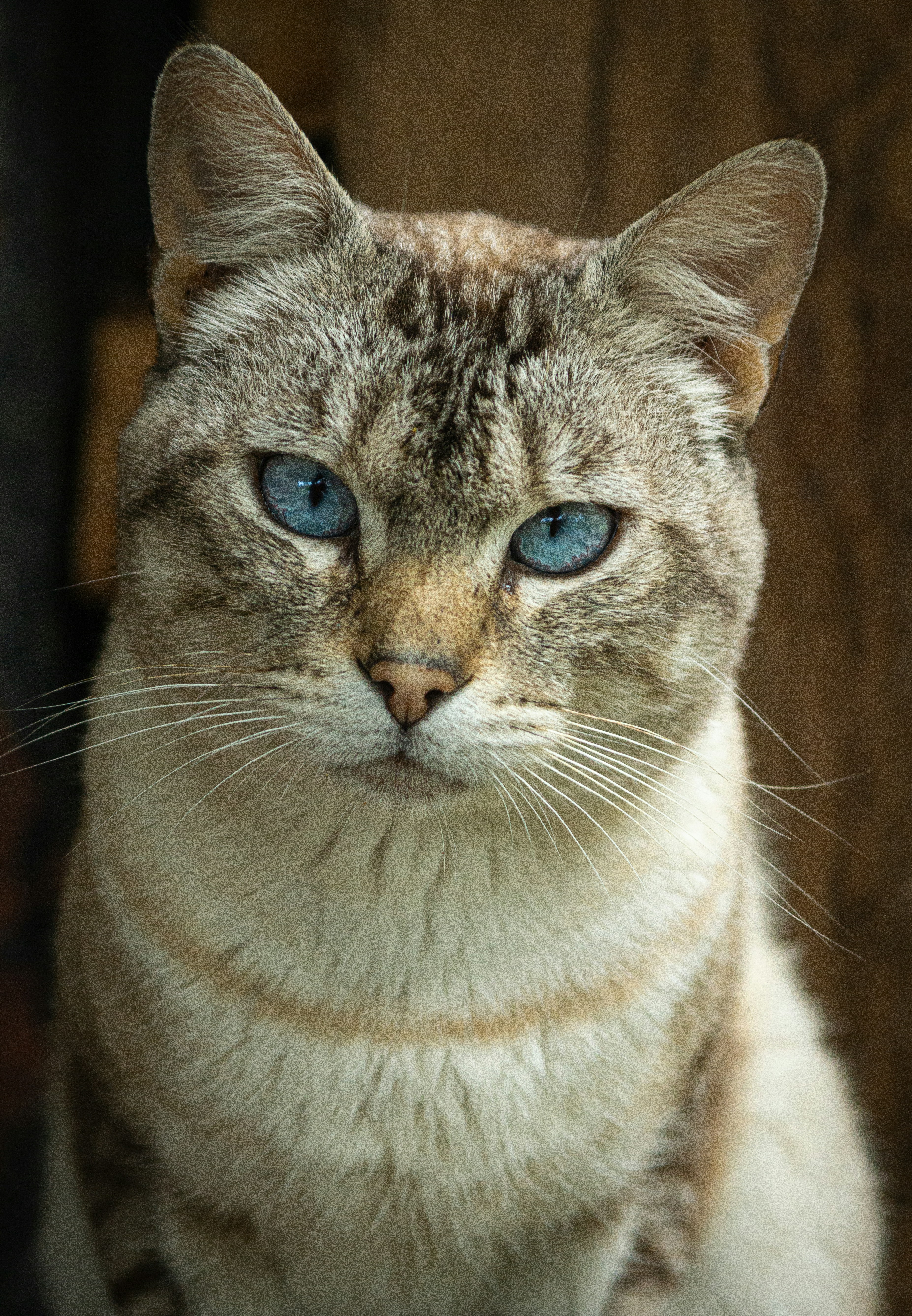 Azure-eyed Cat with a Forest-blackened Backdrop