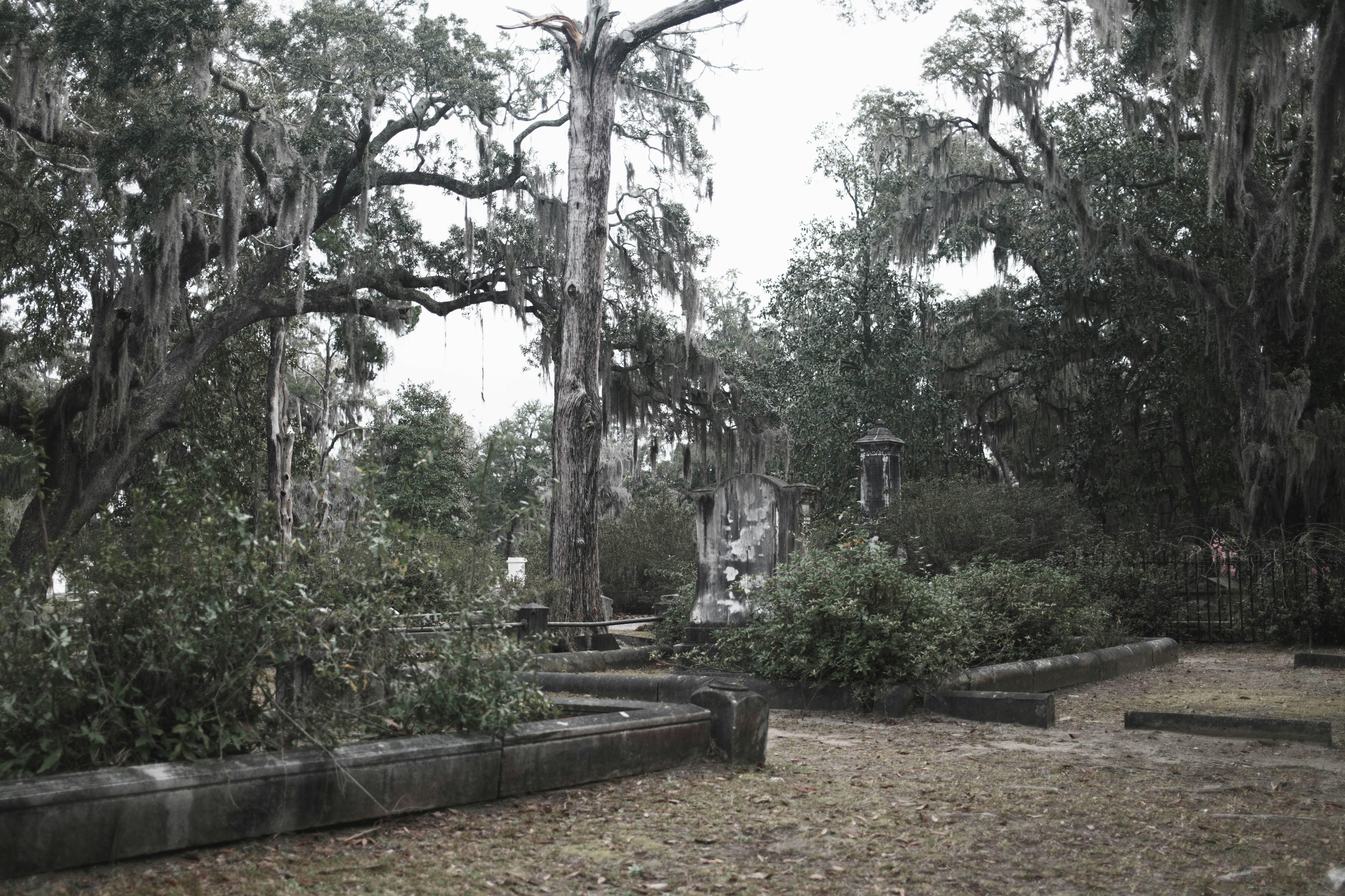 Silent Monuments Under Mossy Canopy