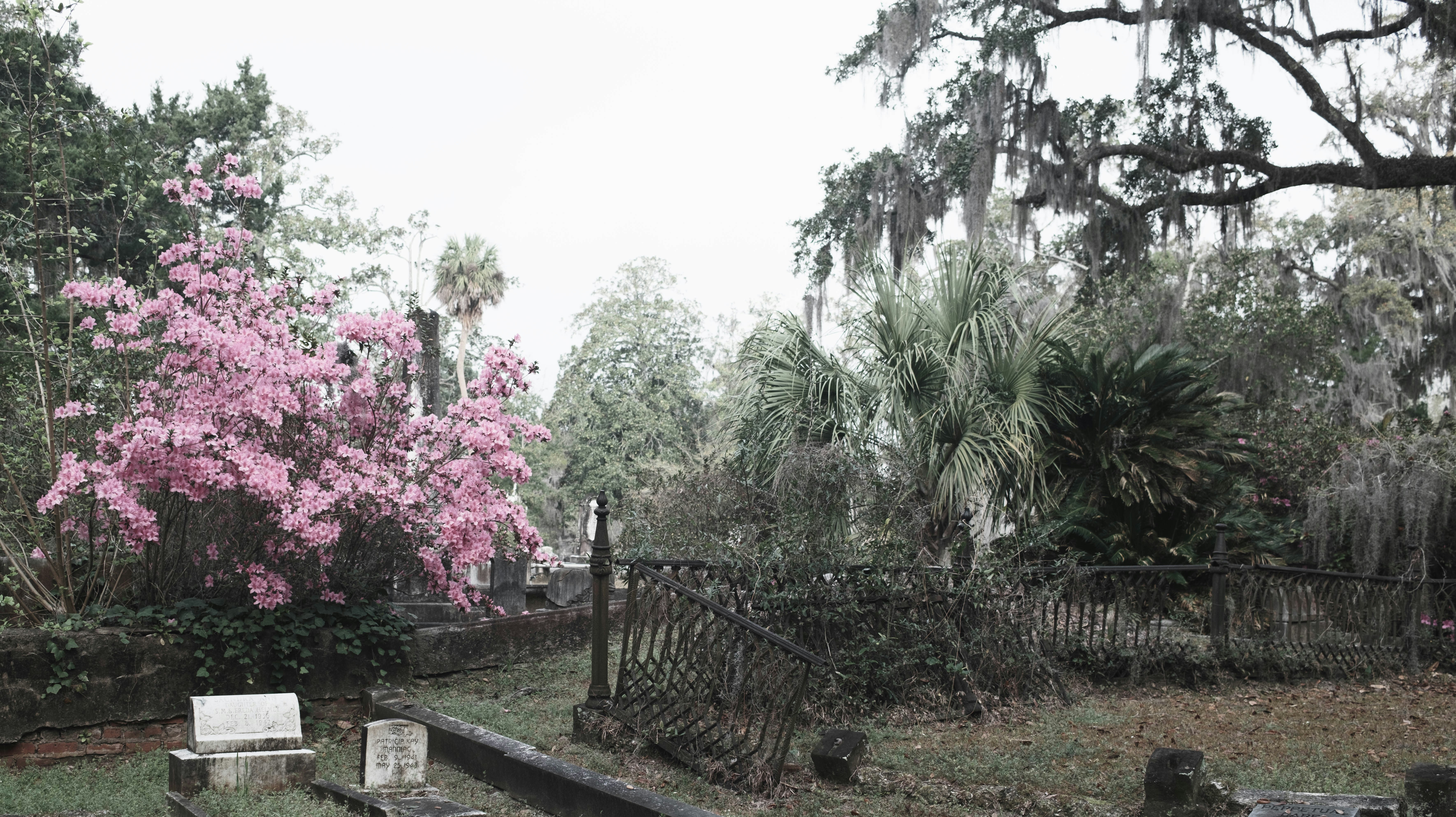 Pink-flowered shrub framing an aged garden scene