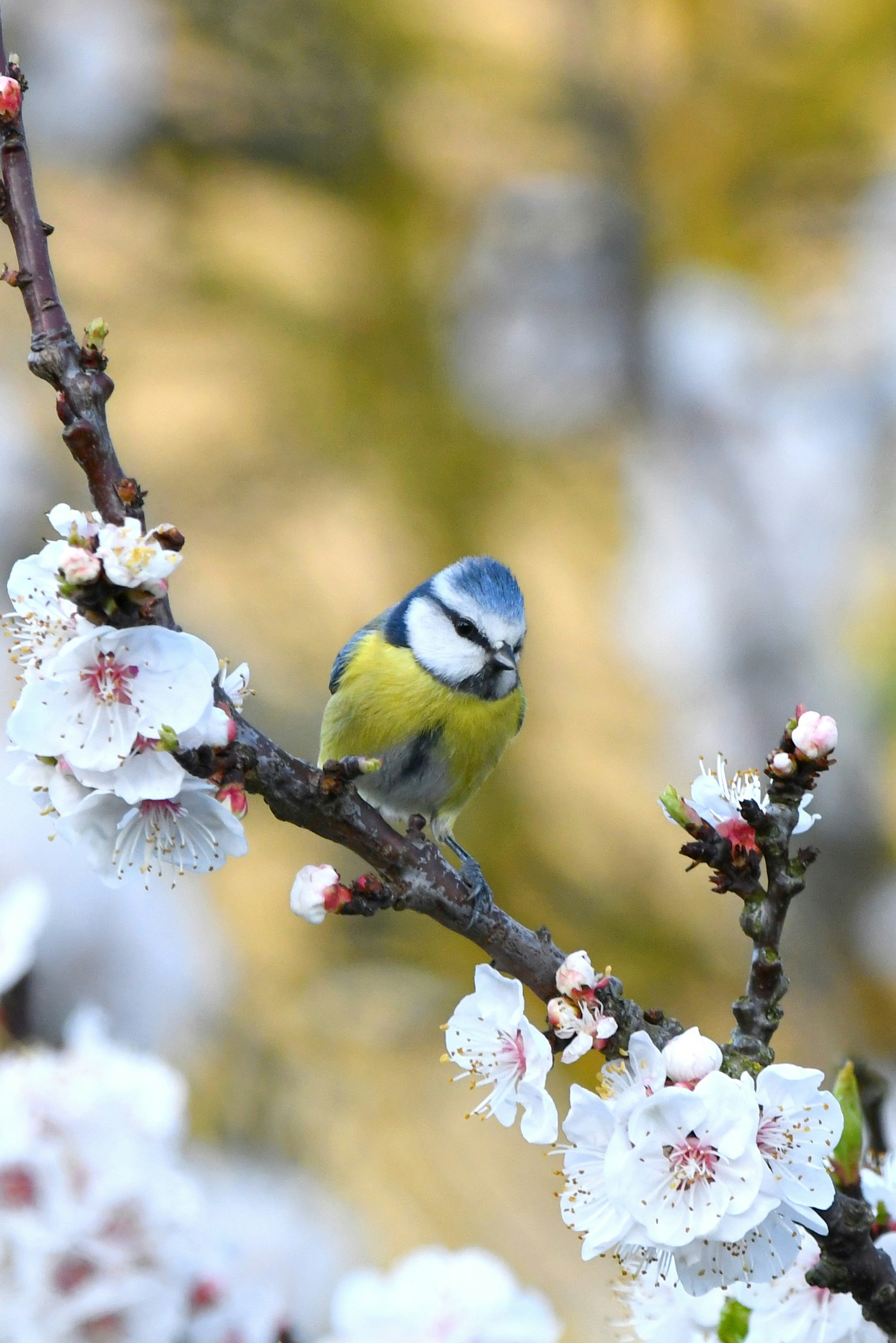 Blue-crowned Chickadee on a Snowy Blossom Branch