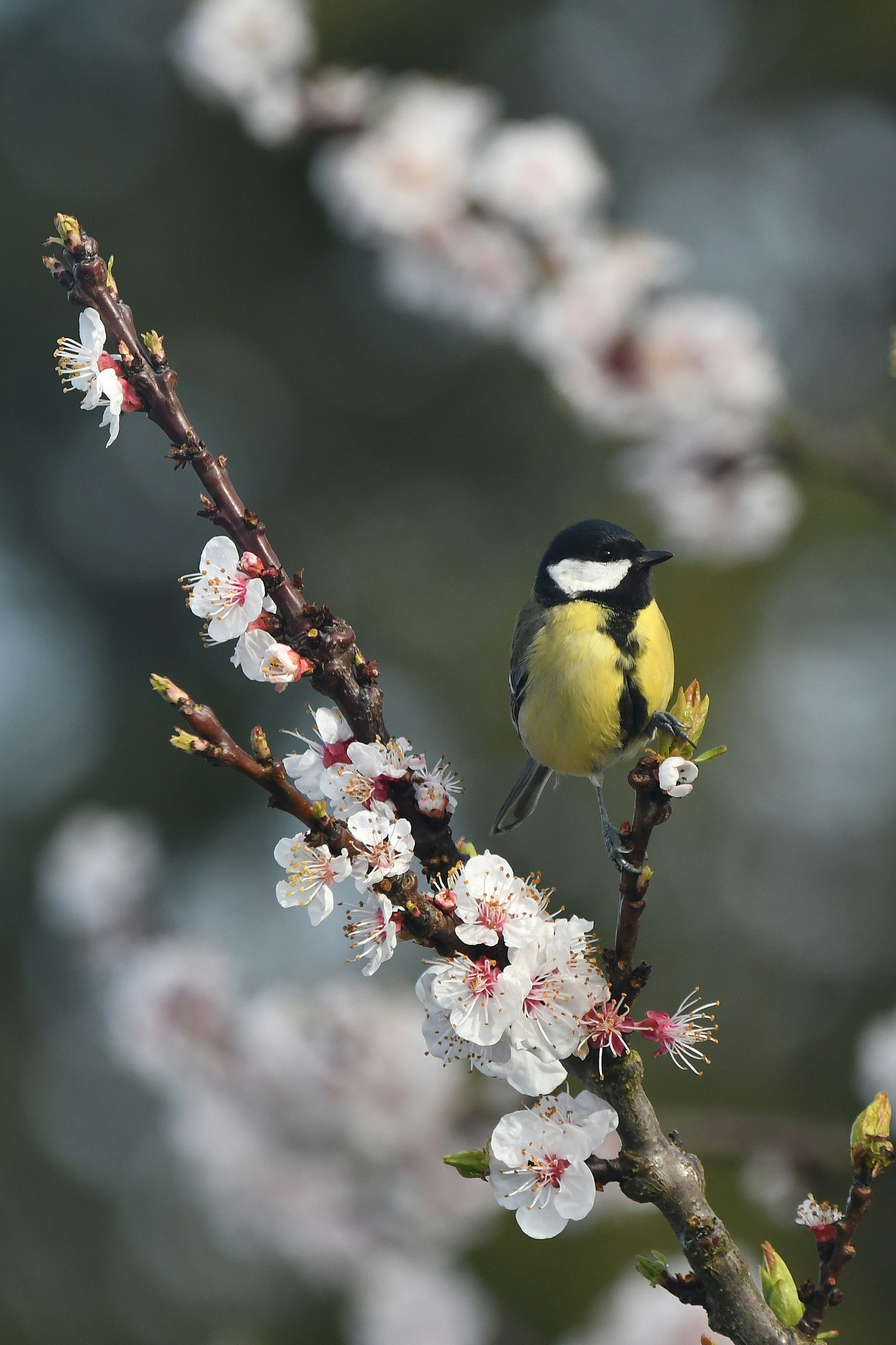 Yellow-breasted Bird on Cherry Blossom Branch