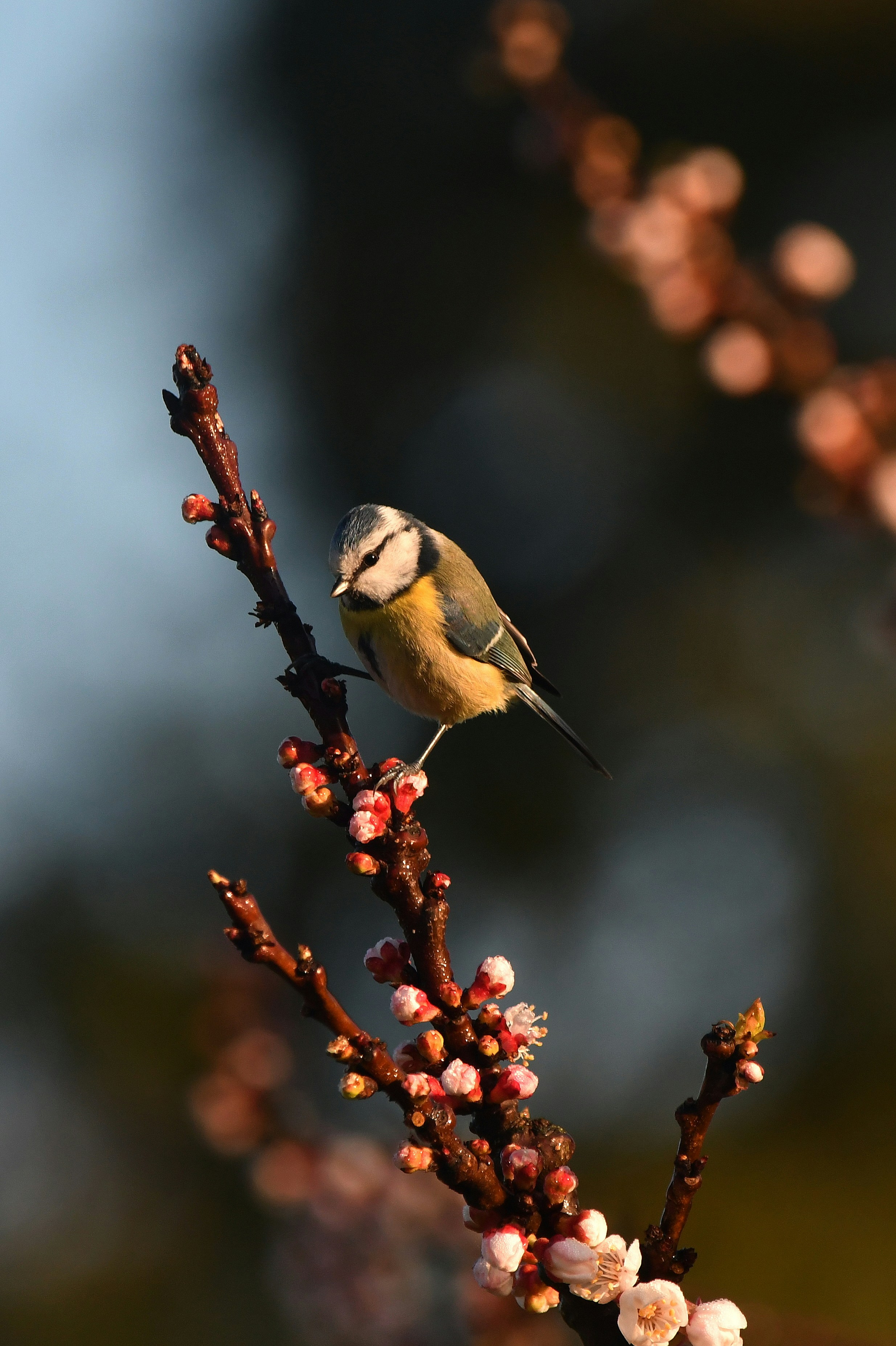 Tiny Arboreal Guardian on Blooming Branch