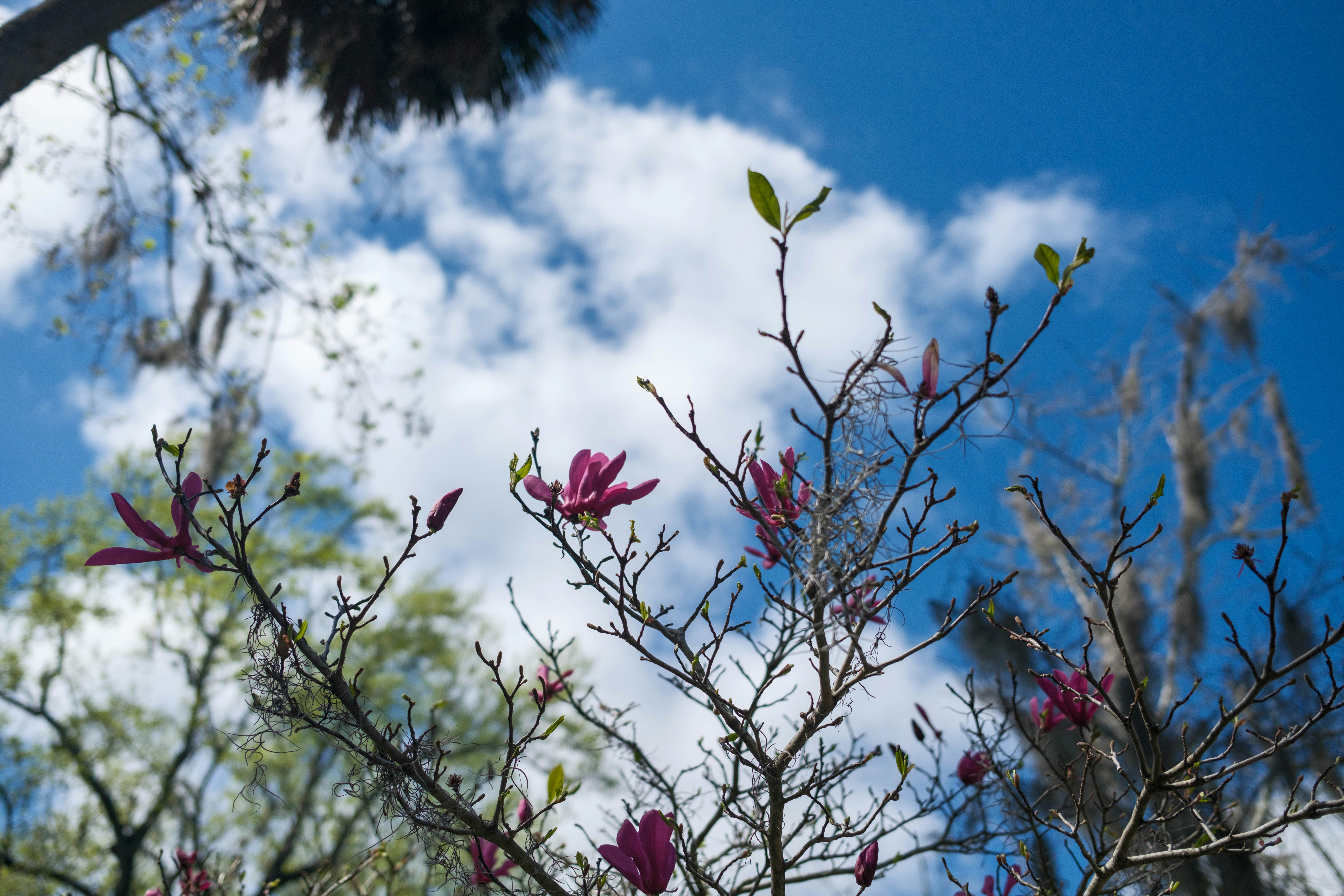 Bud Burst Against a Summit of Blue