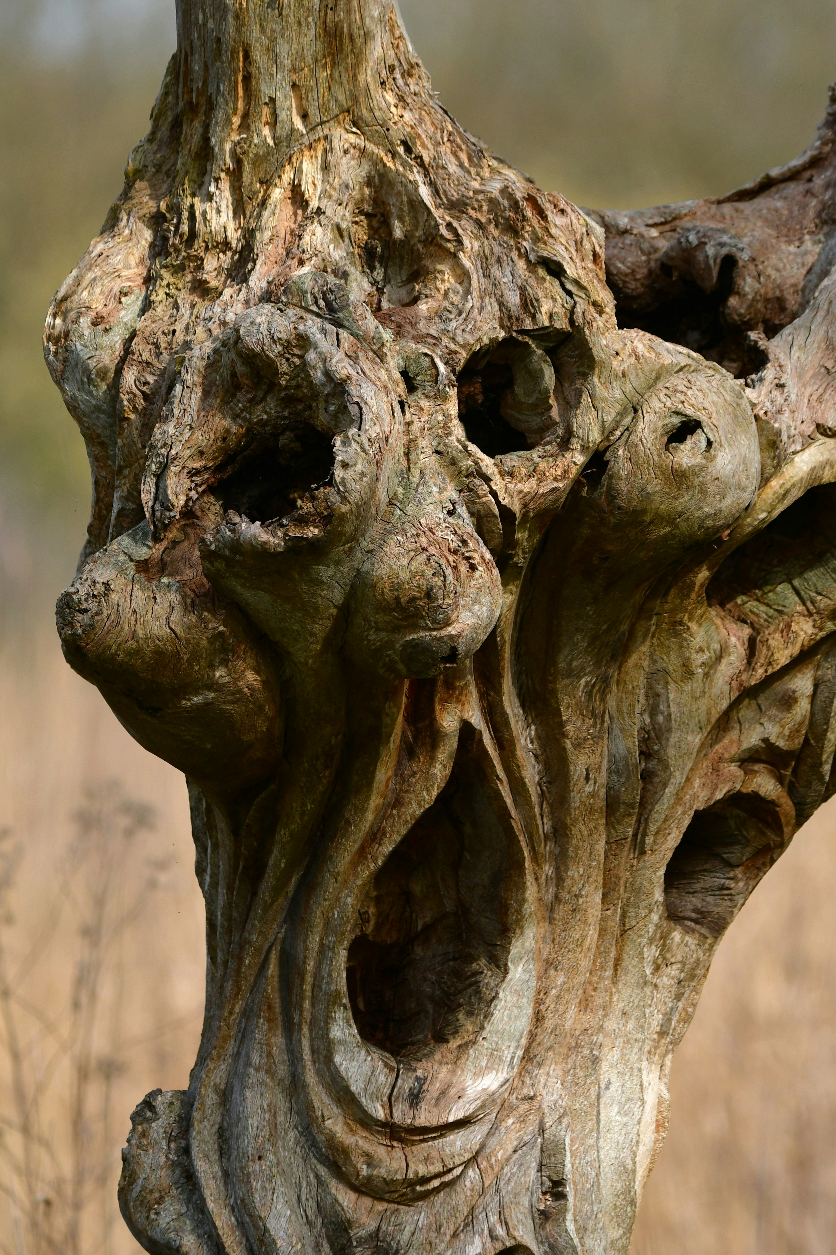 Whorled Gnar: A Weathered Tree Face Emerges from the Field
