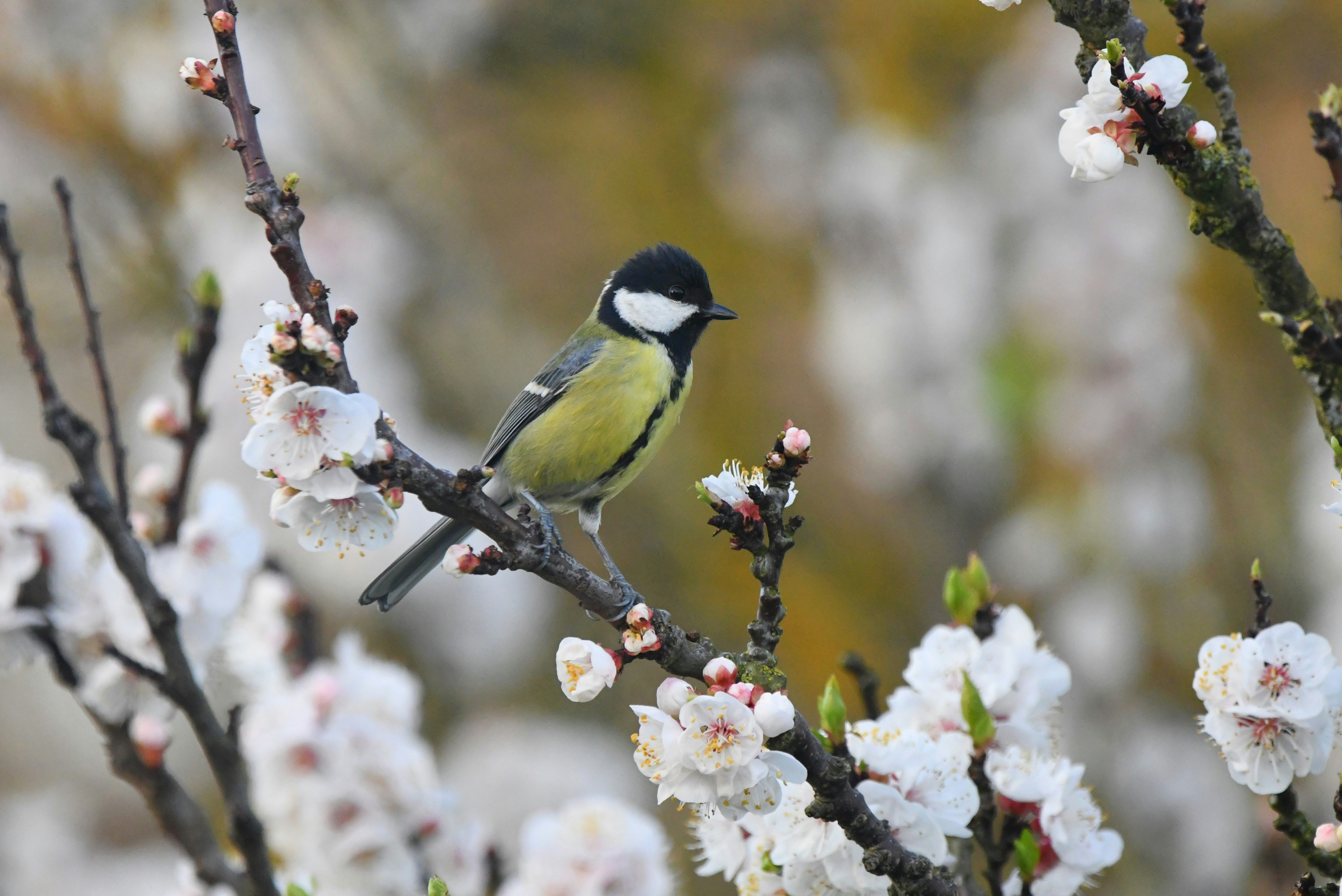 Cherry Blossom Perch: A Coal-Tit amid Blooming White Petals