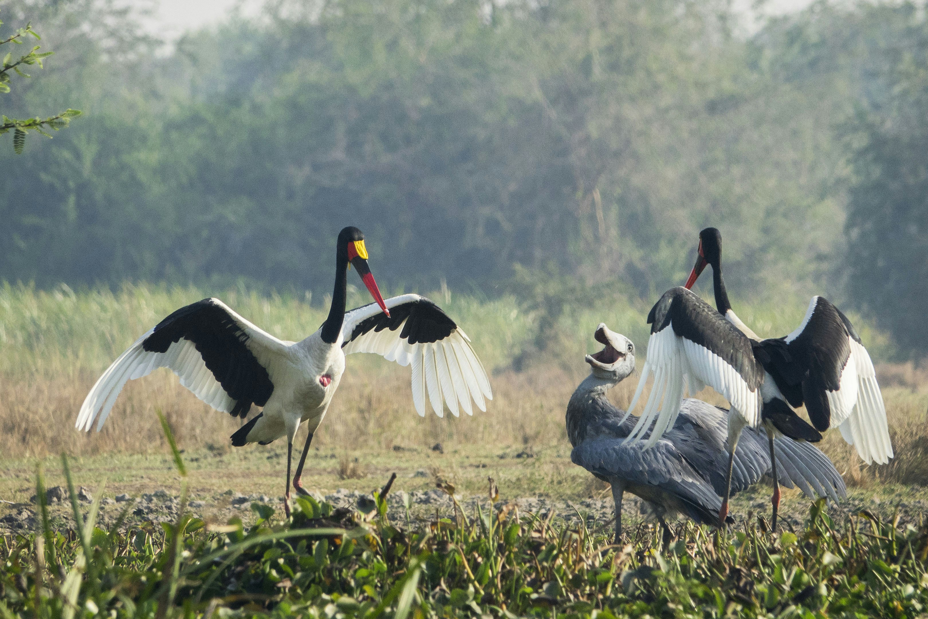 Staged Stork Duel: Winged Quiet Between the Marsh and Sky