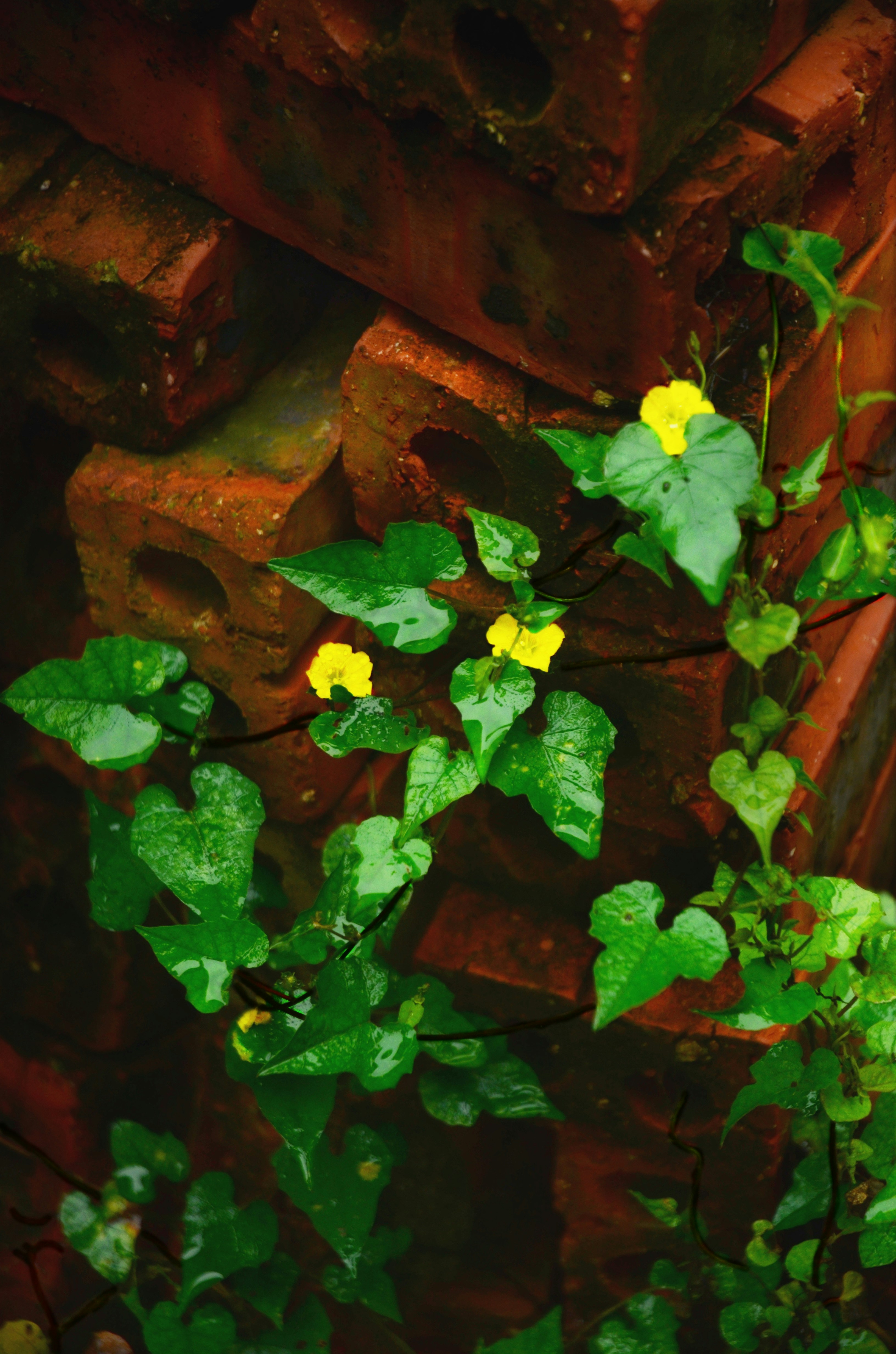 Green Vines Claimed by Brickwork