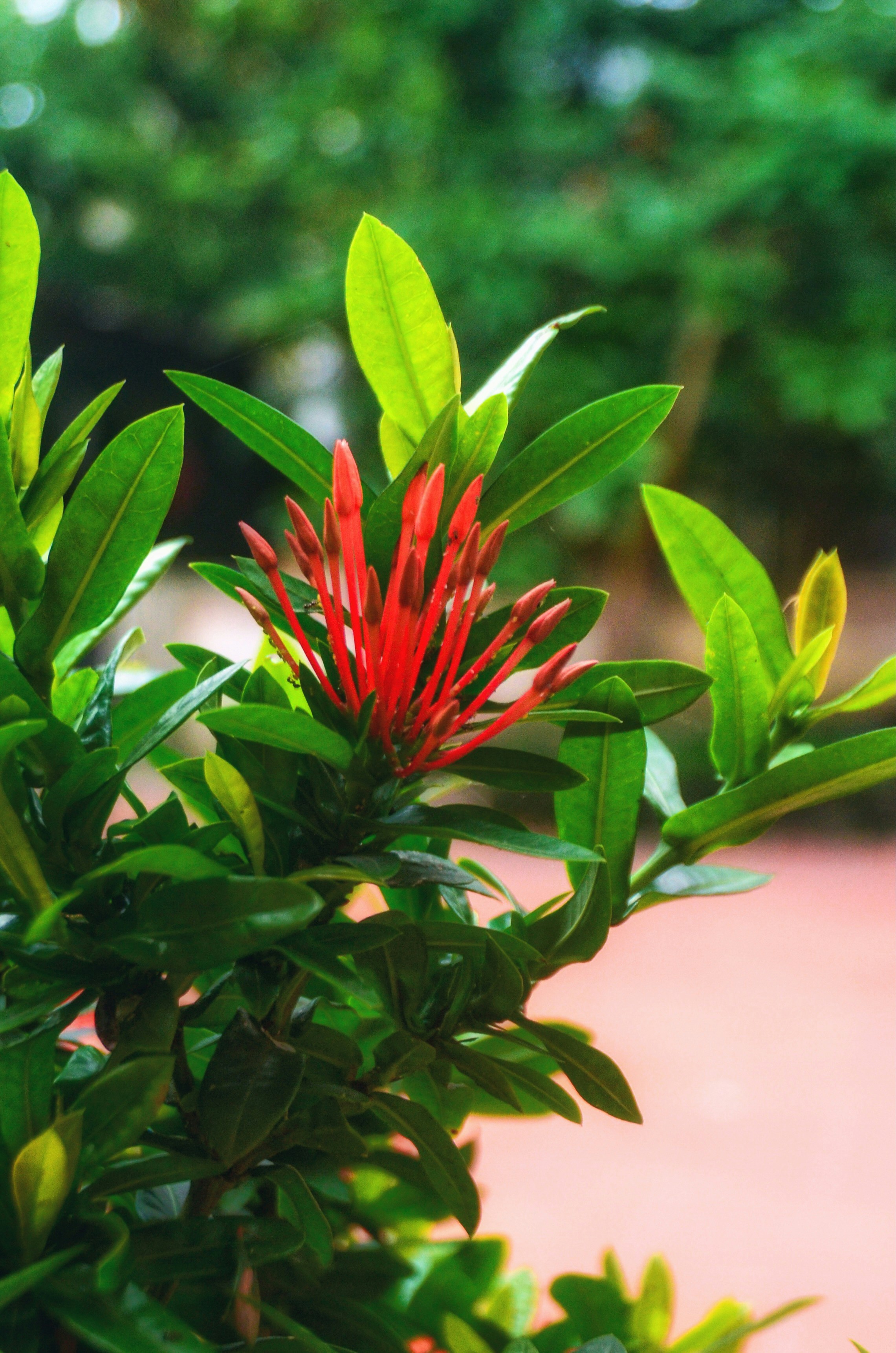 Crimson bloom emerges from a glossy green chorus