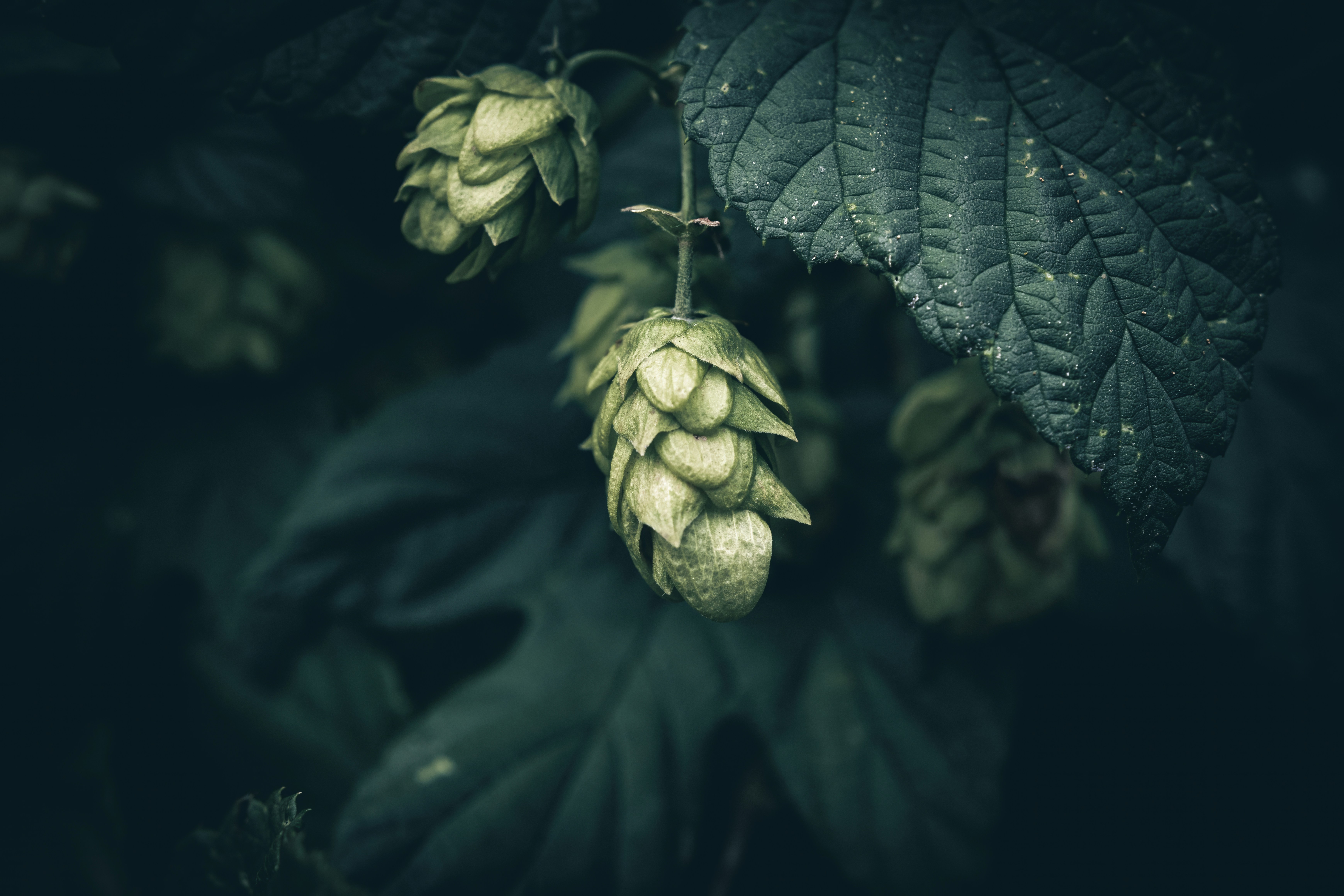 Moonlit Hop Cluster: A Quiet Suspension in Deep Green