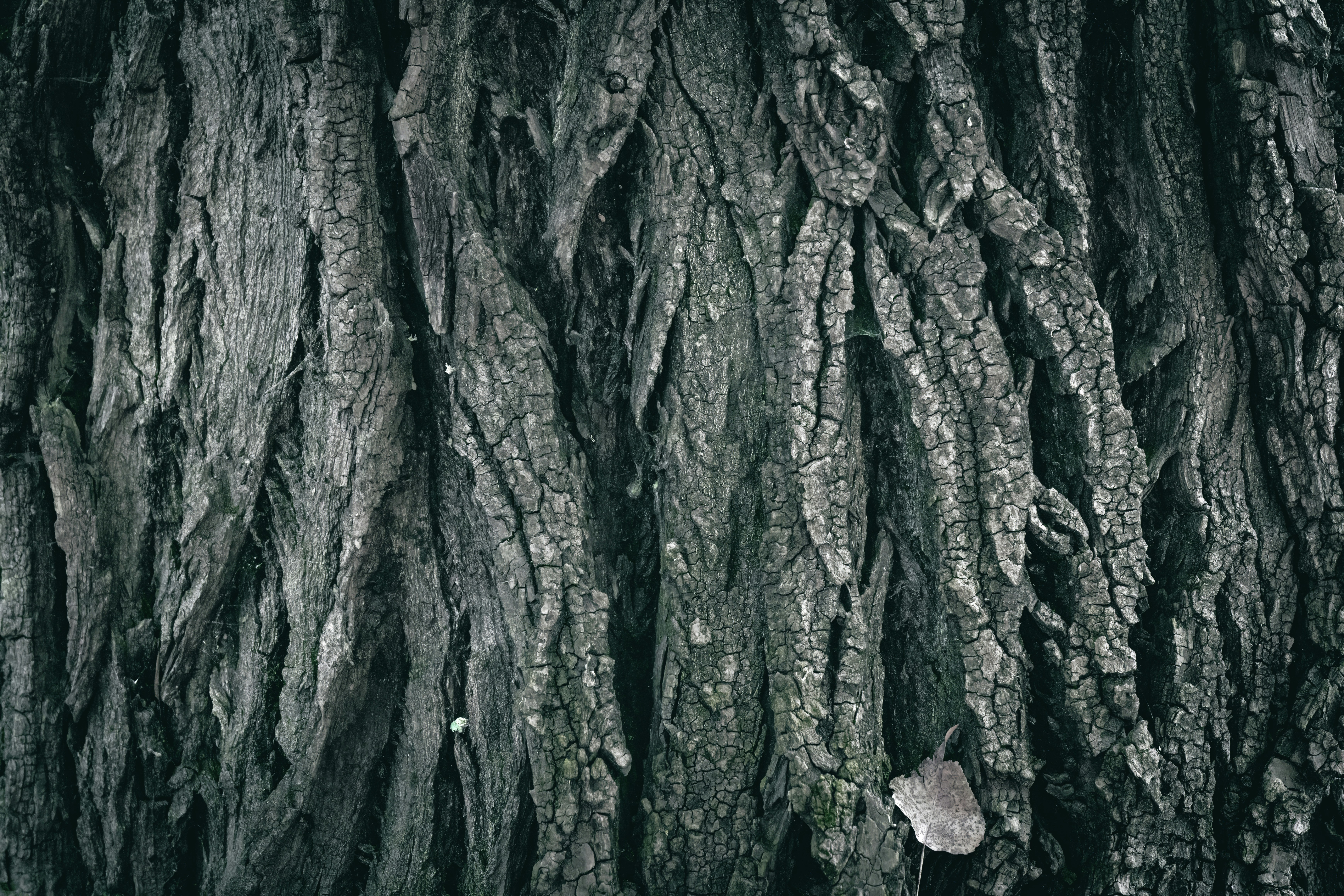 Rugged Bark: Vertical Striations in Echoes of an Ancient Trunk