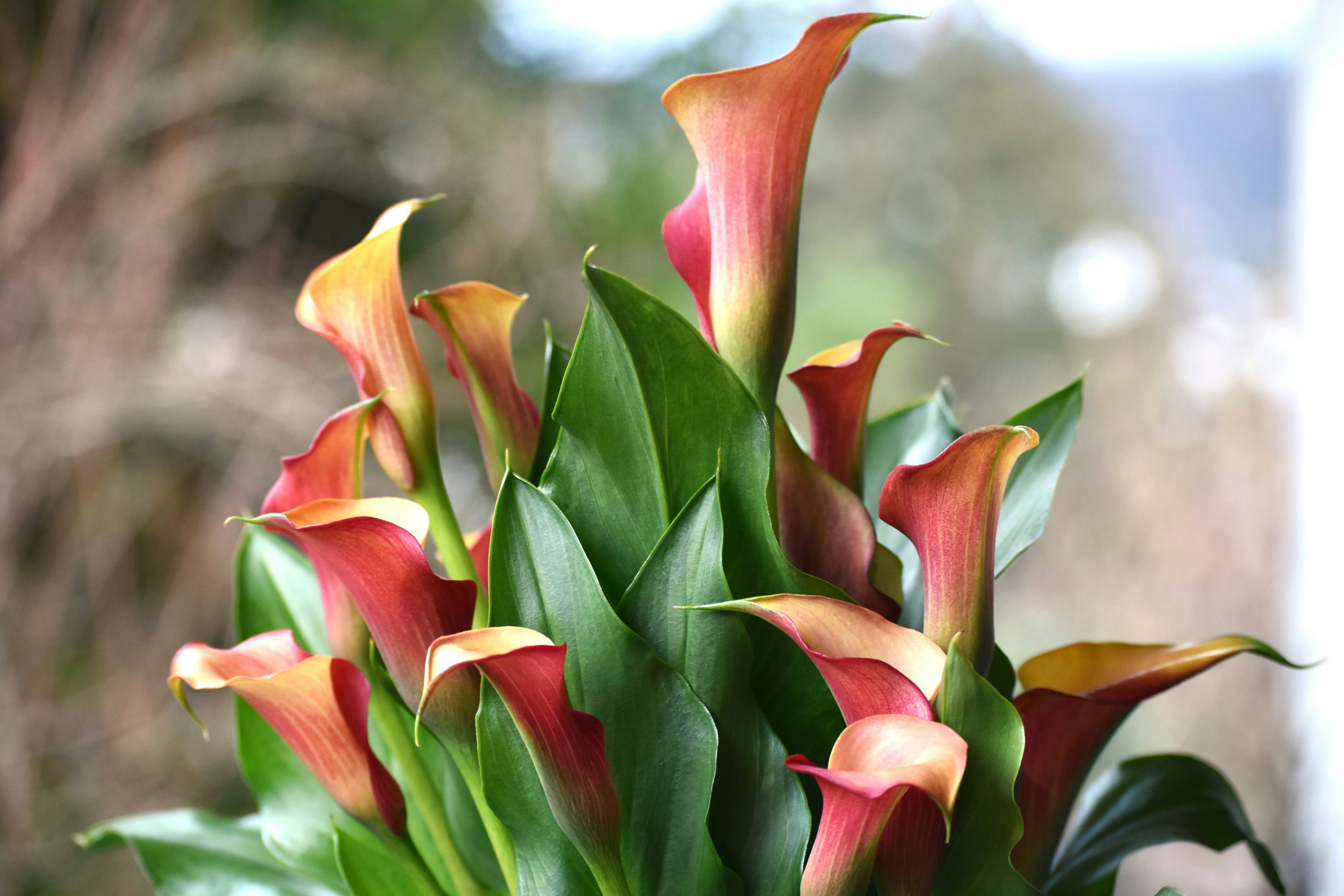 Flame-tipped blooms rising from glossy green foliage