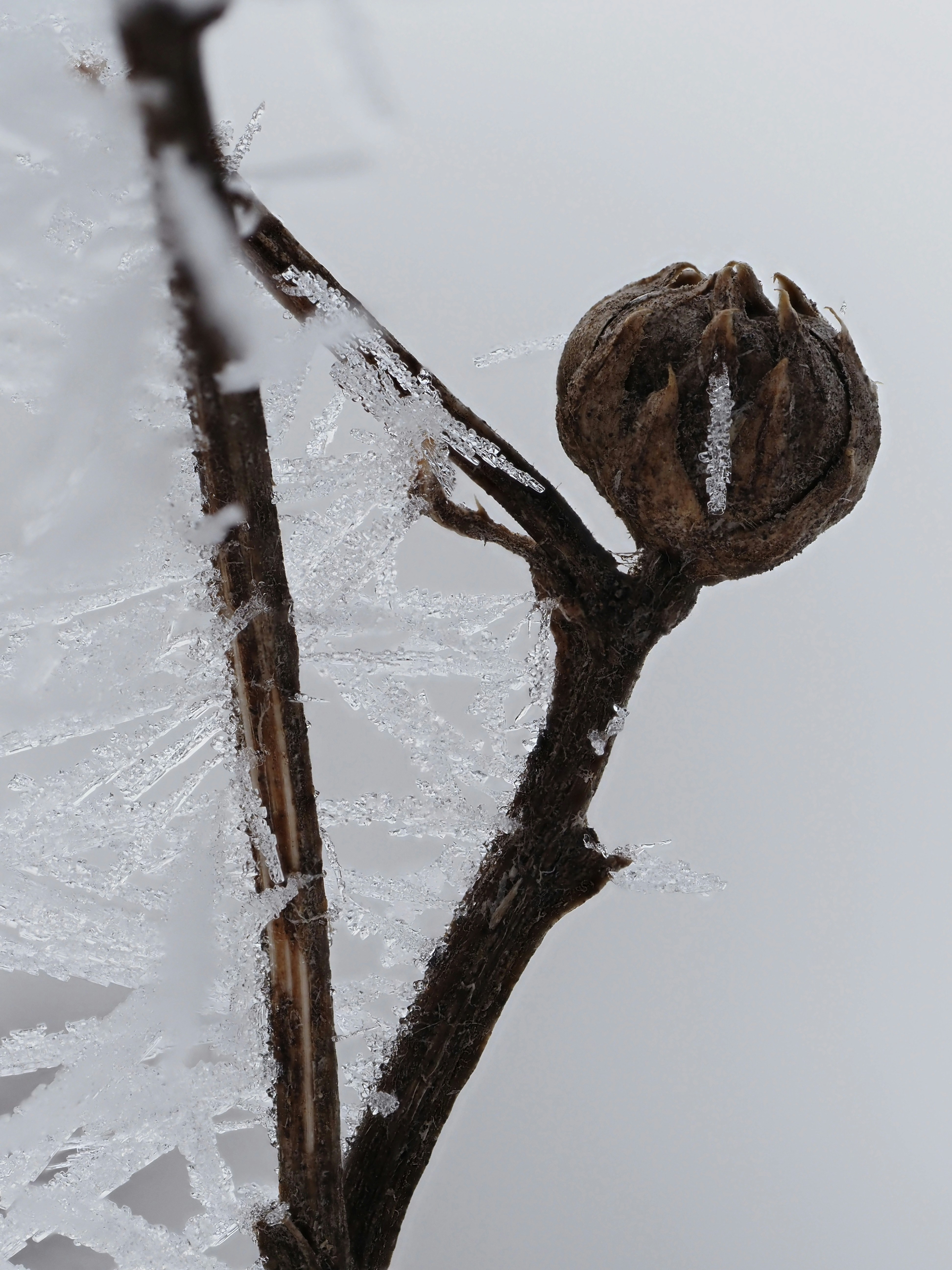 Frostbound Capsule: A Seedpod Clinging to Winter Wood
