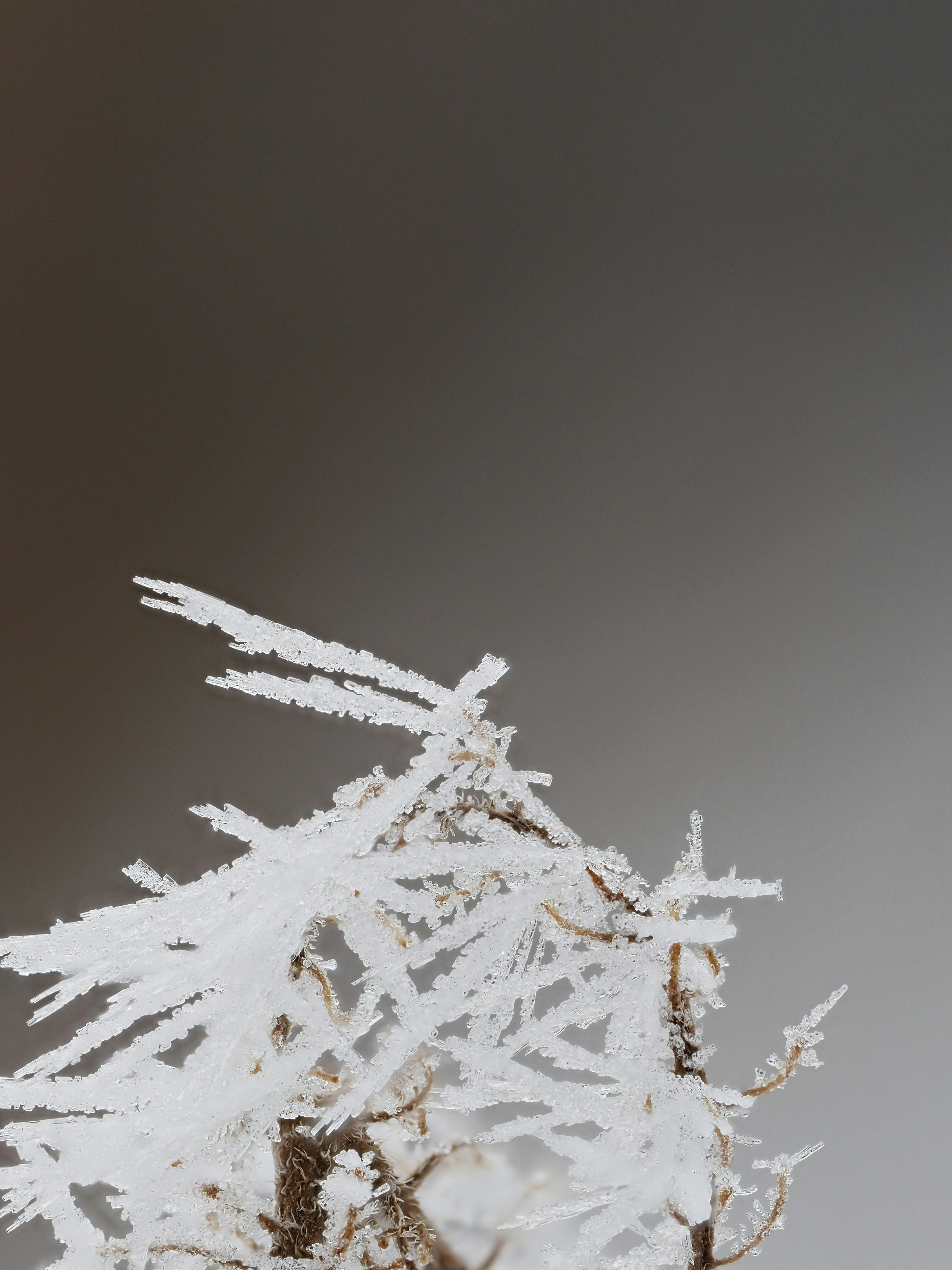 Frosted Tendrils on a Weathered Branch