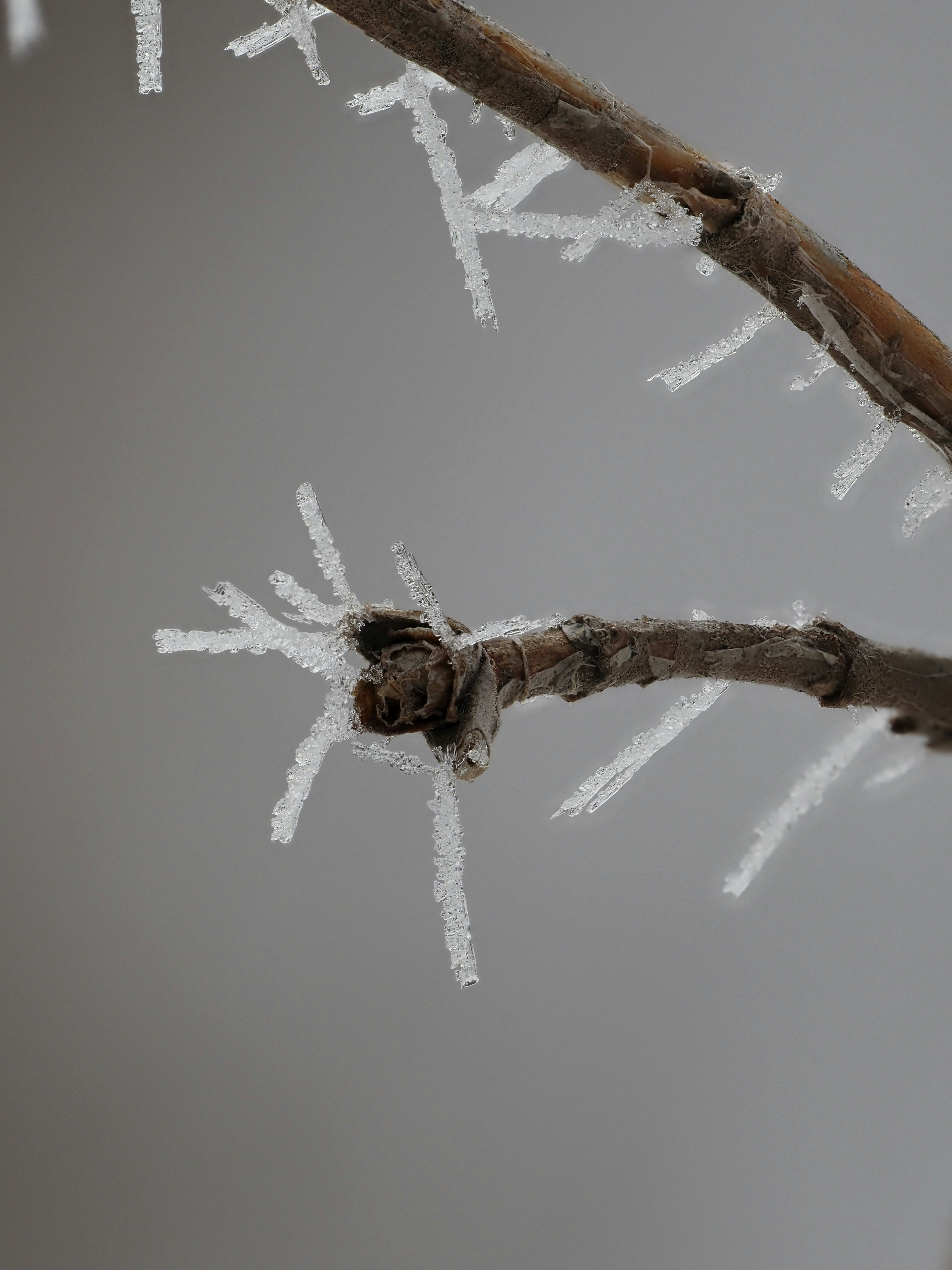 Icebound Twig: Frosted Branches in Minimal Light