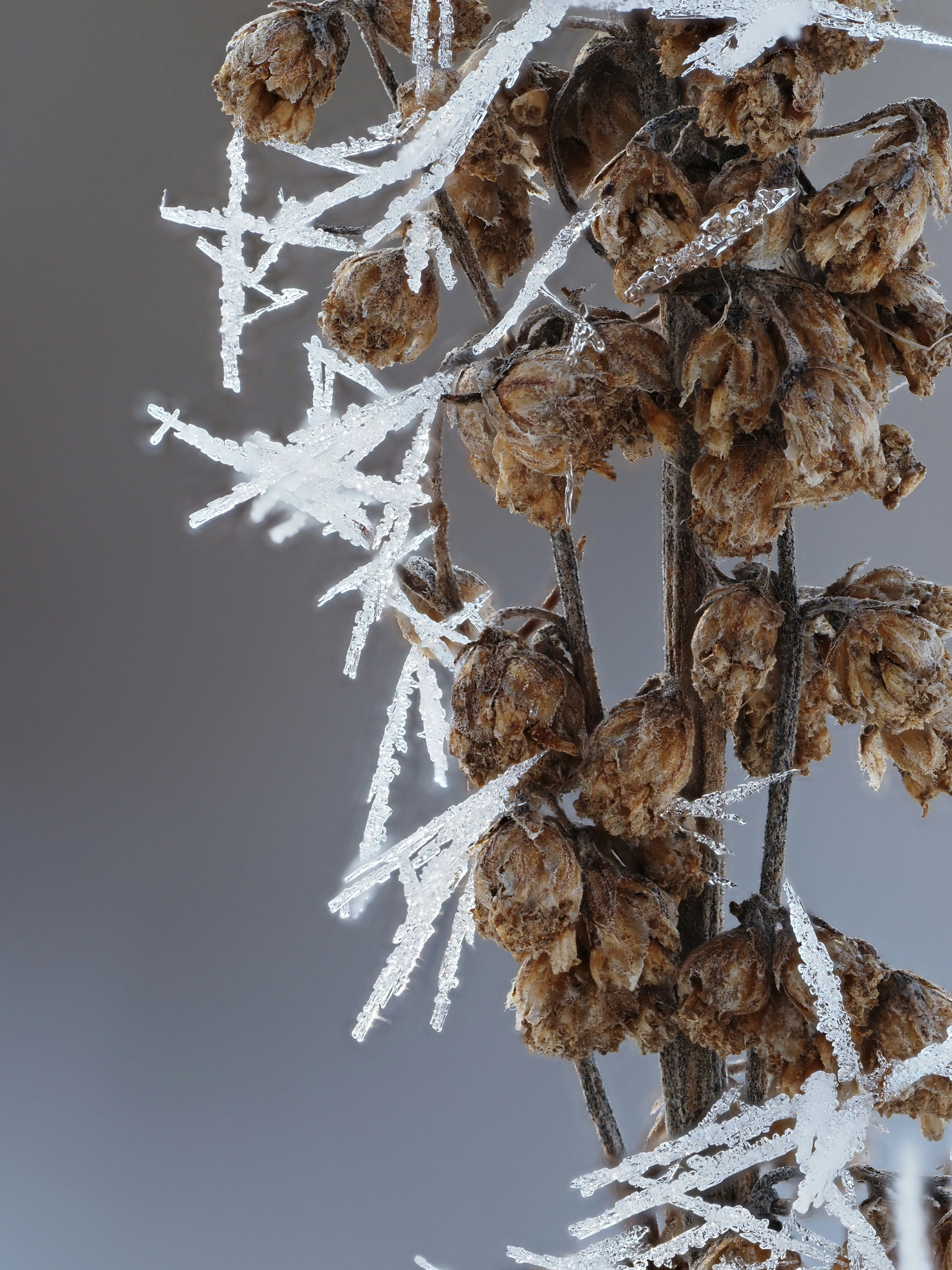 Frosted clusters: winter berries enshrouded in ice
