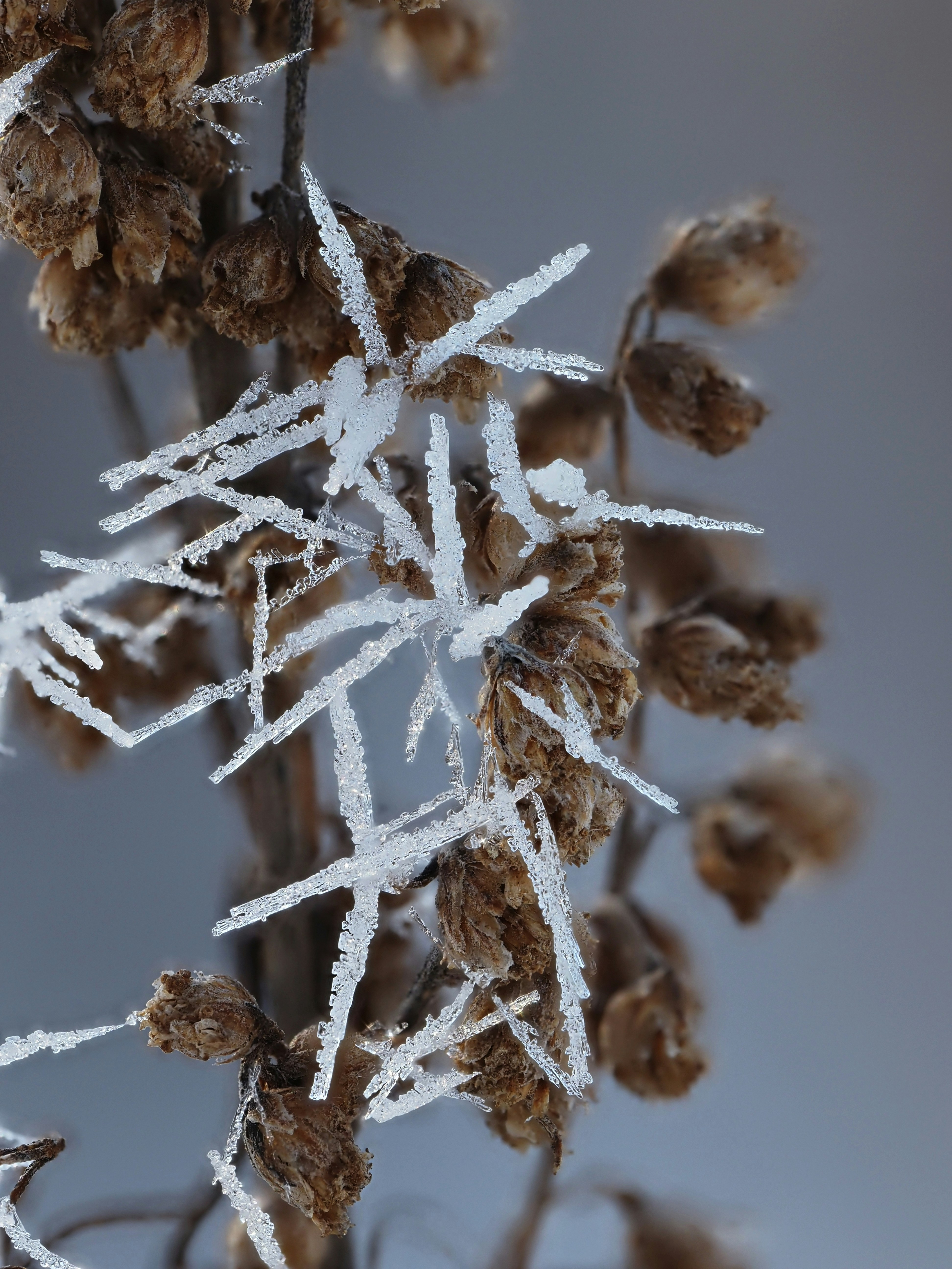 Ice-Crowned Sprigs: Frost Crystals Laced Across Withered Buds