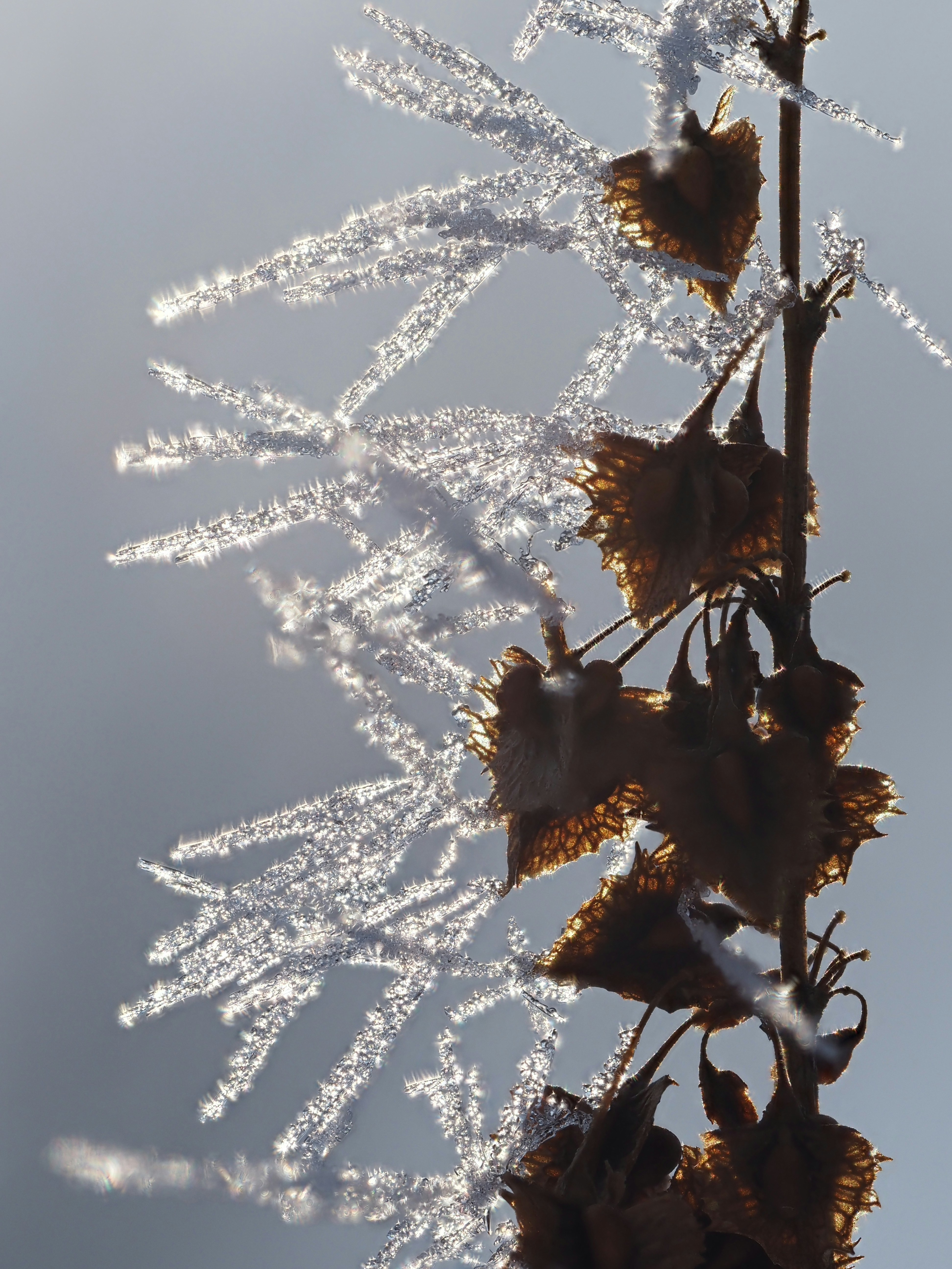 Frosted Seed Heads Crowned in Sunlit Frost