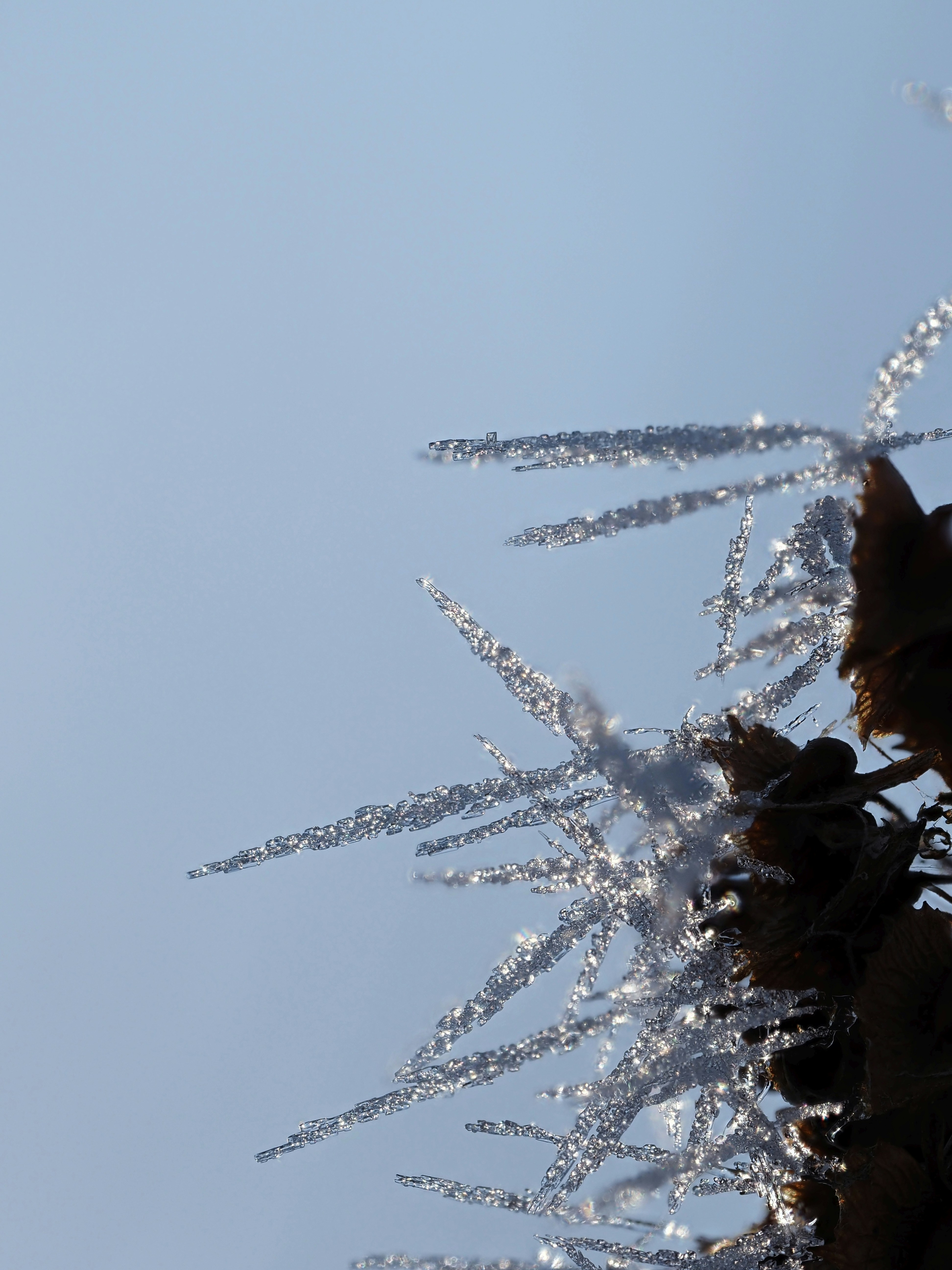 Iced Ferns Against a Clear Blue Sky