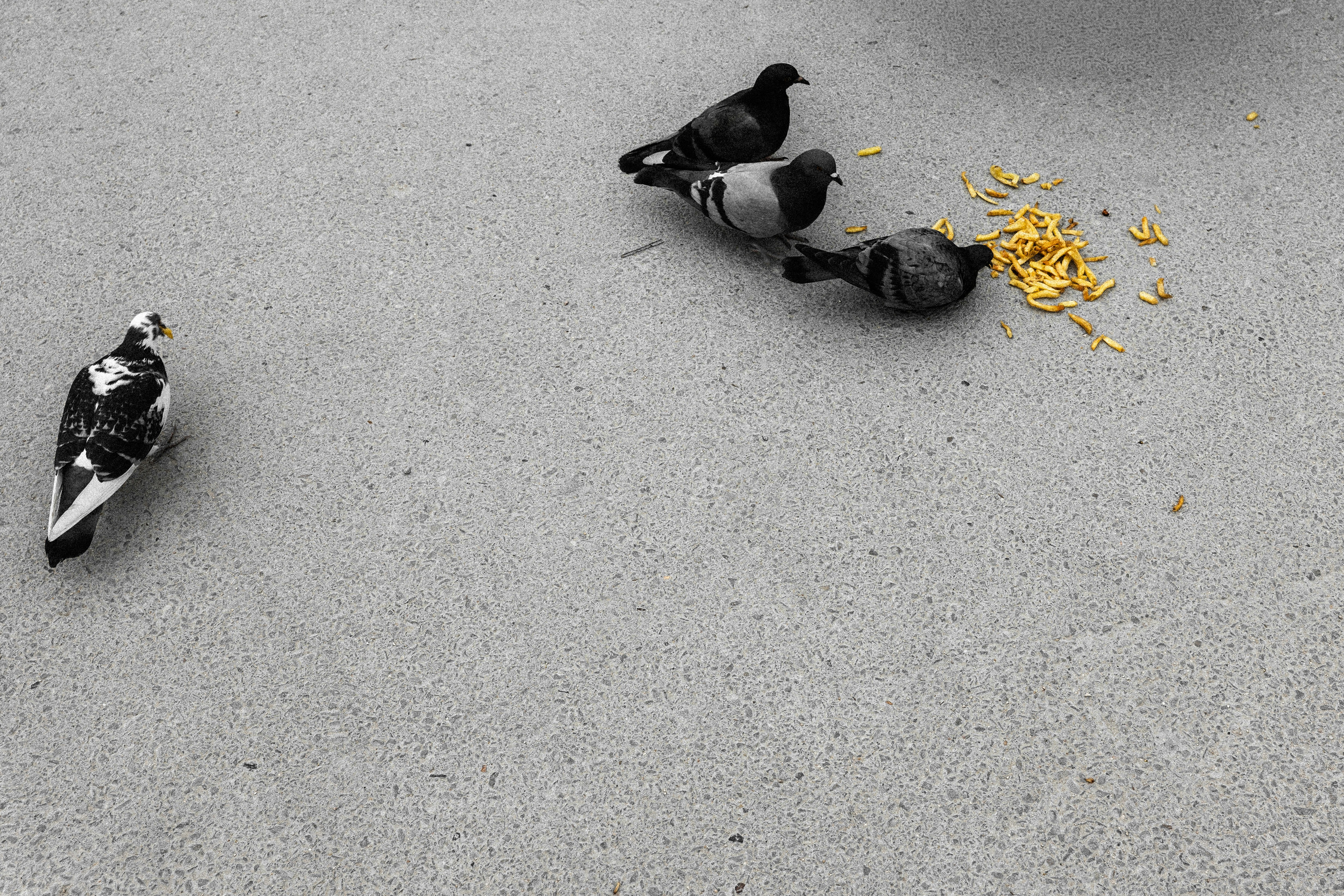Pigeons at Dusk: Snack Truce on a Quiet Square